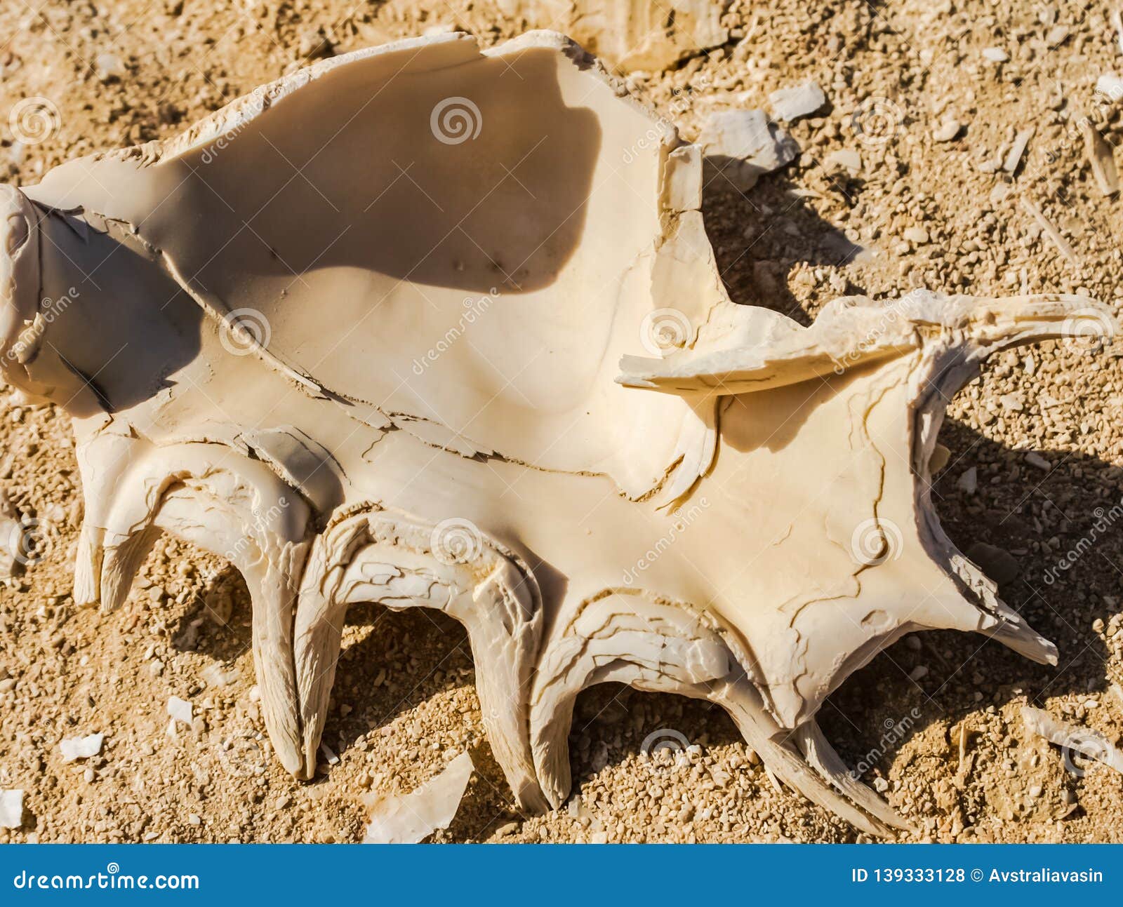 Old Shell in the Sand, Shell with Spikes Stock Photo - Image of ...
