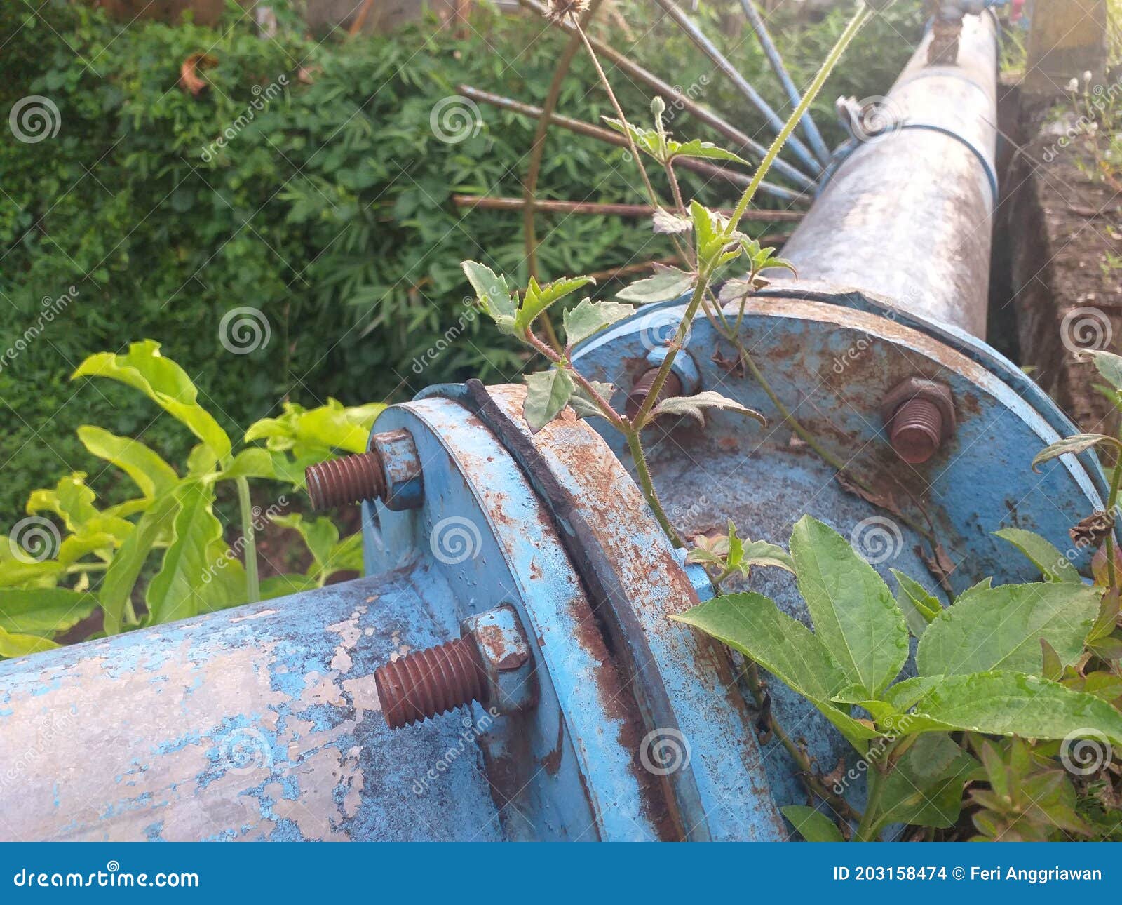 Old clean water pipe stock photo. Image of woodland - 203158474