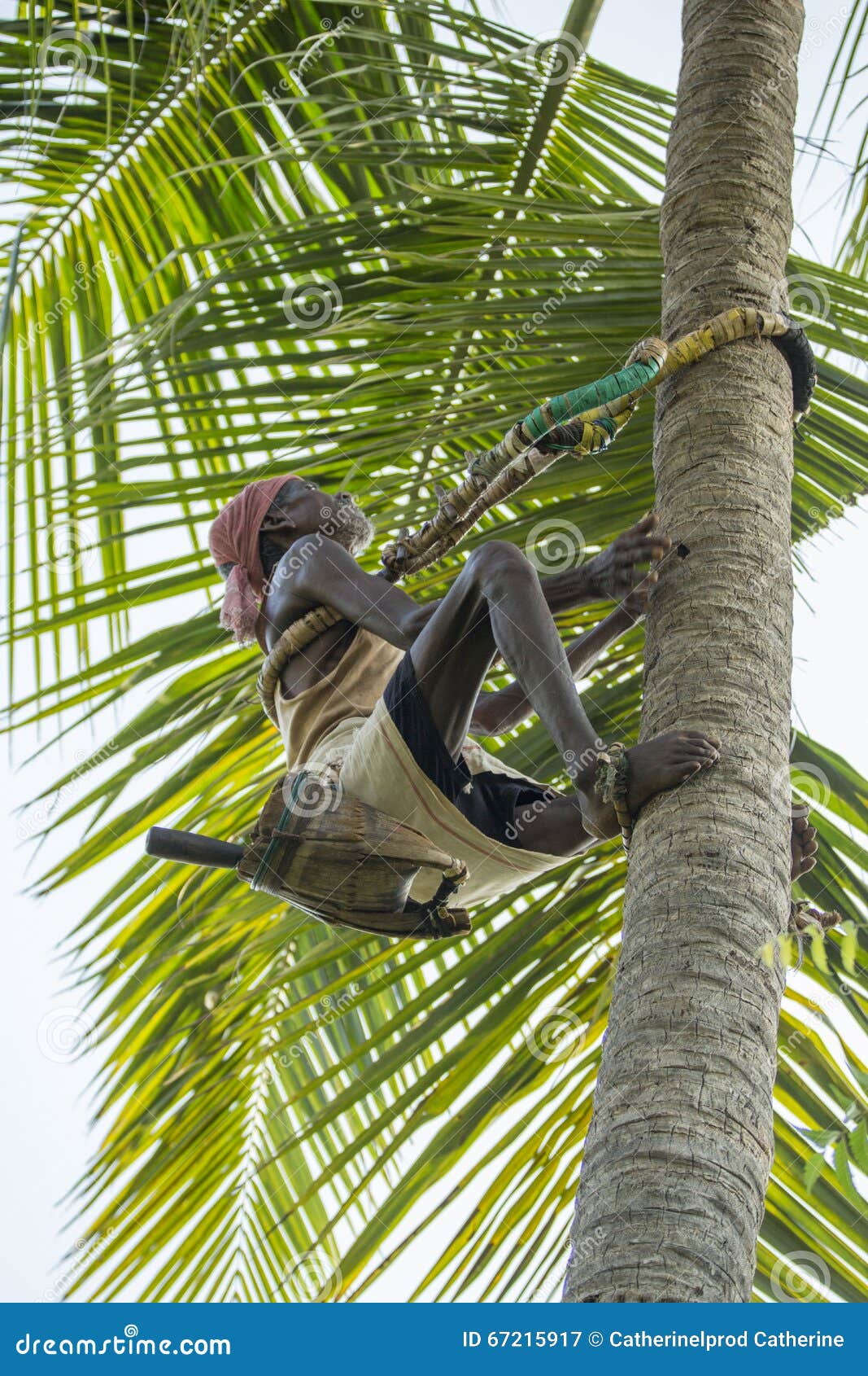 Climber On A Tree. Climber On A White Background. Arborist Man Cuts ...