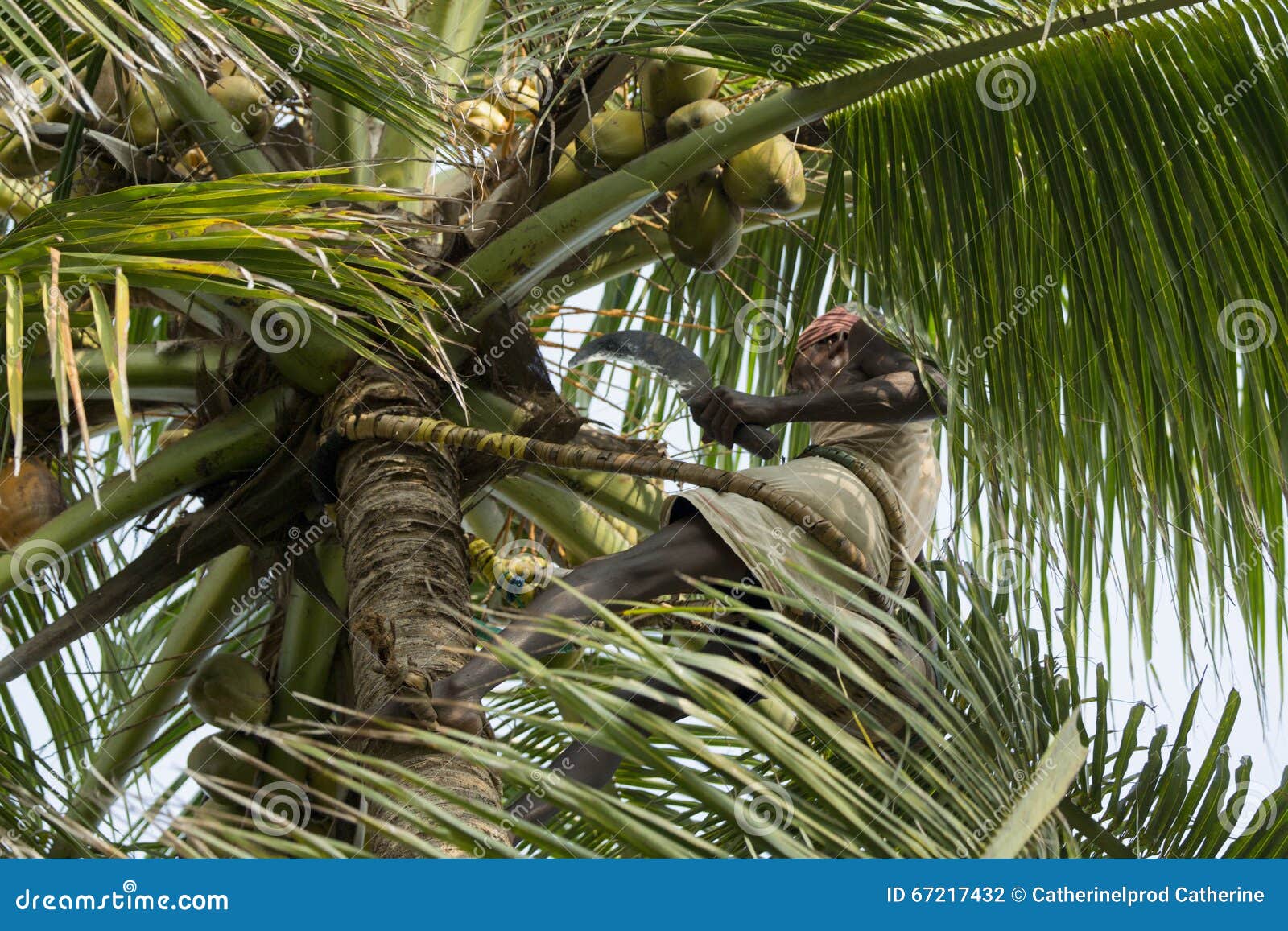 Climber On A Tree. Climber On A White Background. Arborist Man Cuts ...