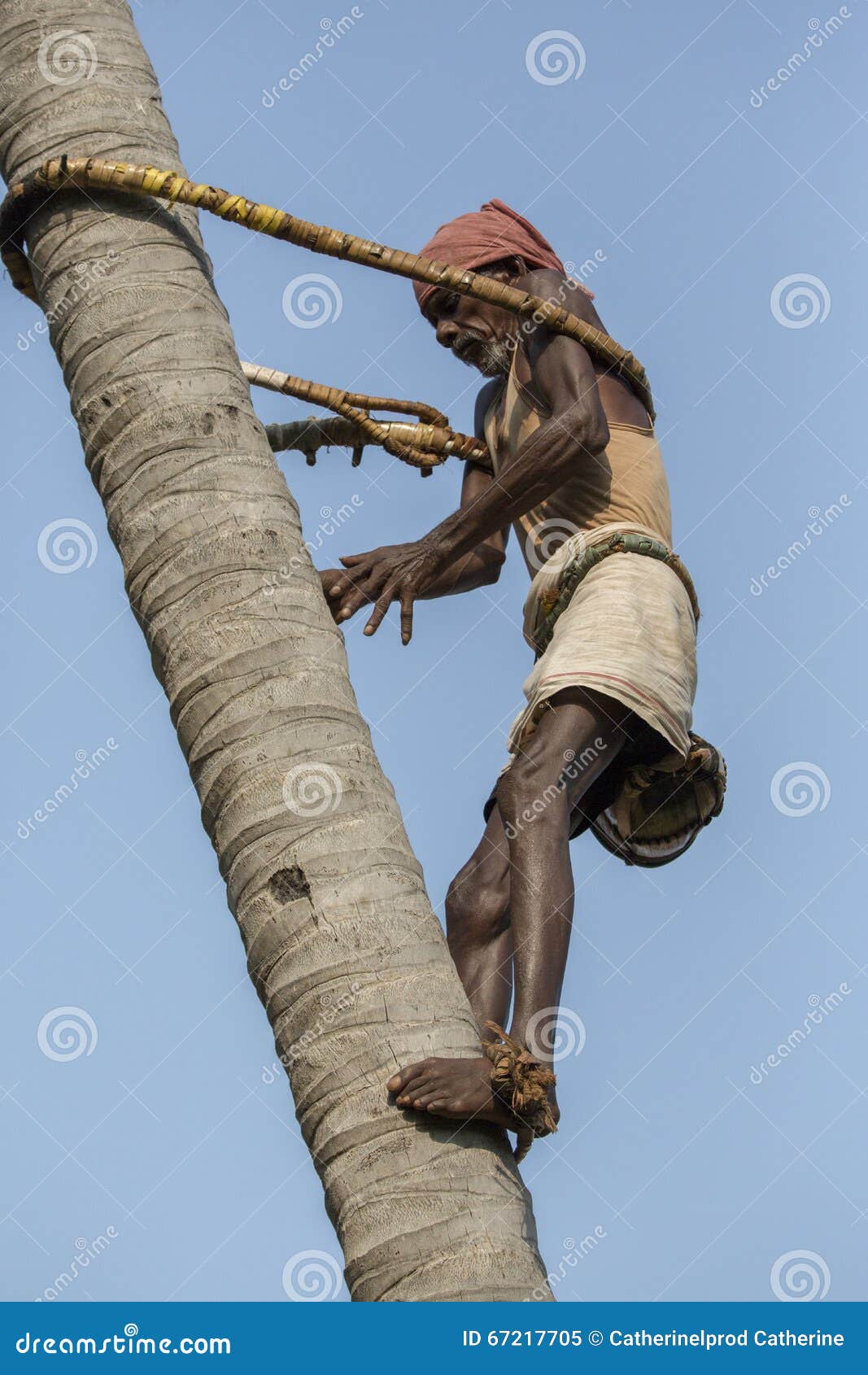 Climber On A Tree. Climber On A White Background. Arborist Man Cuts ...