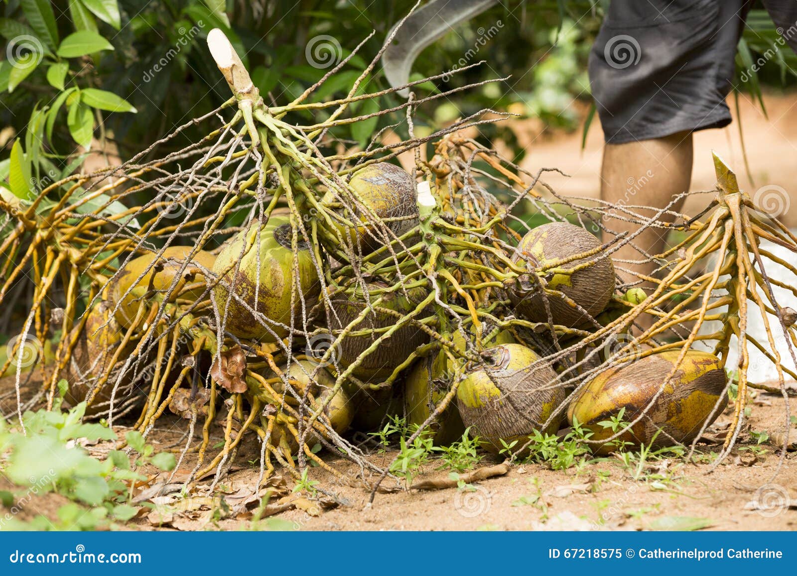 Old Climber on Coconut Tree Stock Image - Image of machete, food: 67218575