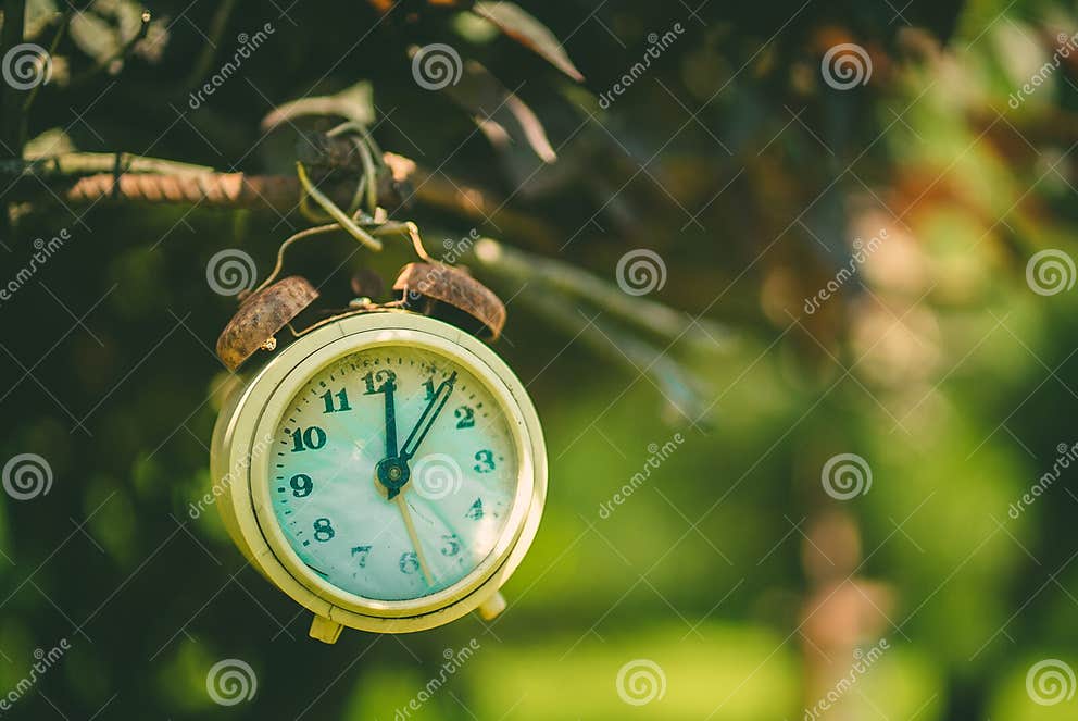 Old clock on a branch stock photo. Image of grunge, minute - 95370220
