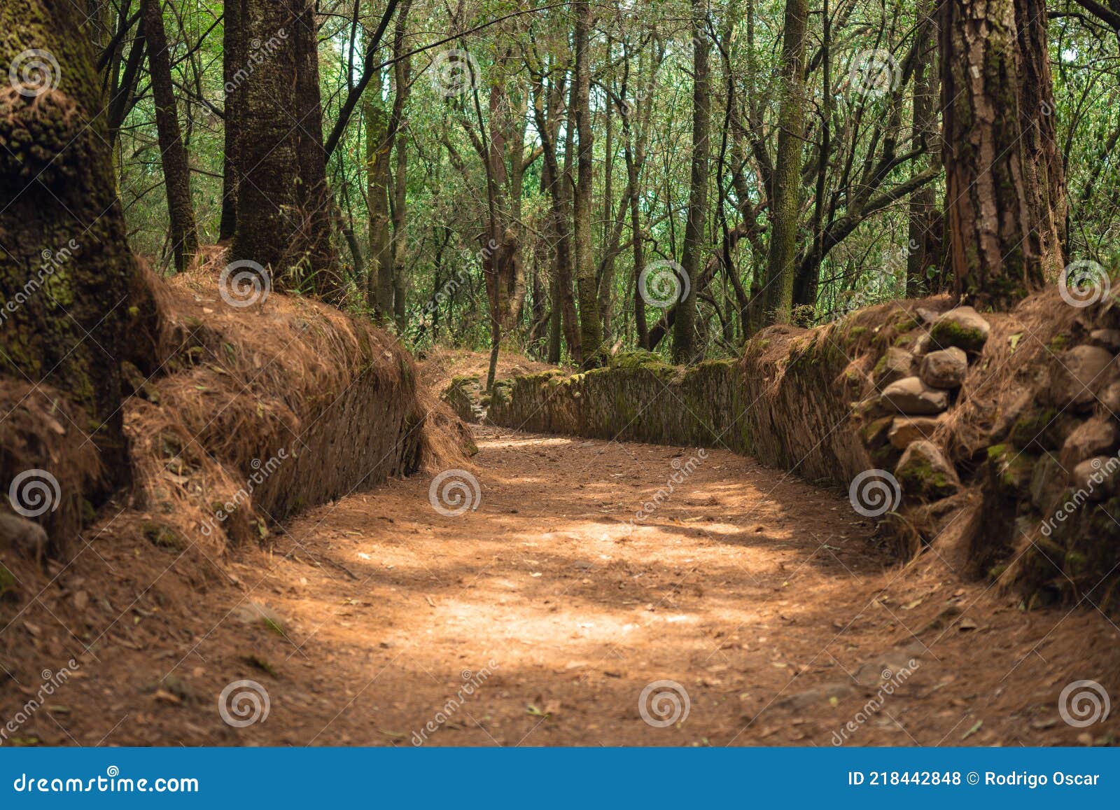 Old Cobbled Path in the Forest, Concept of Mysterious Forest, Magic ...