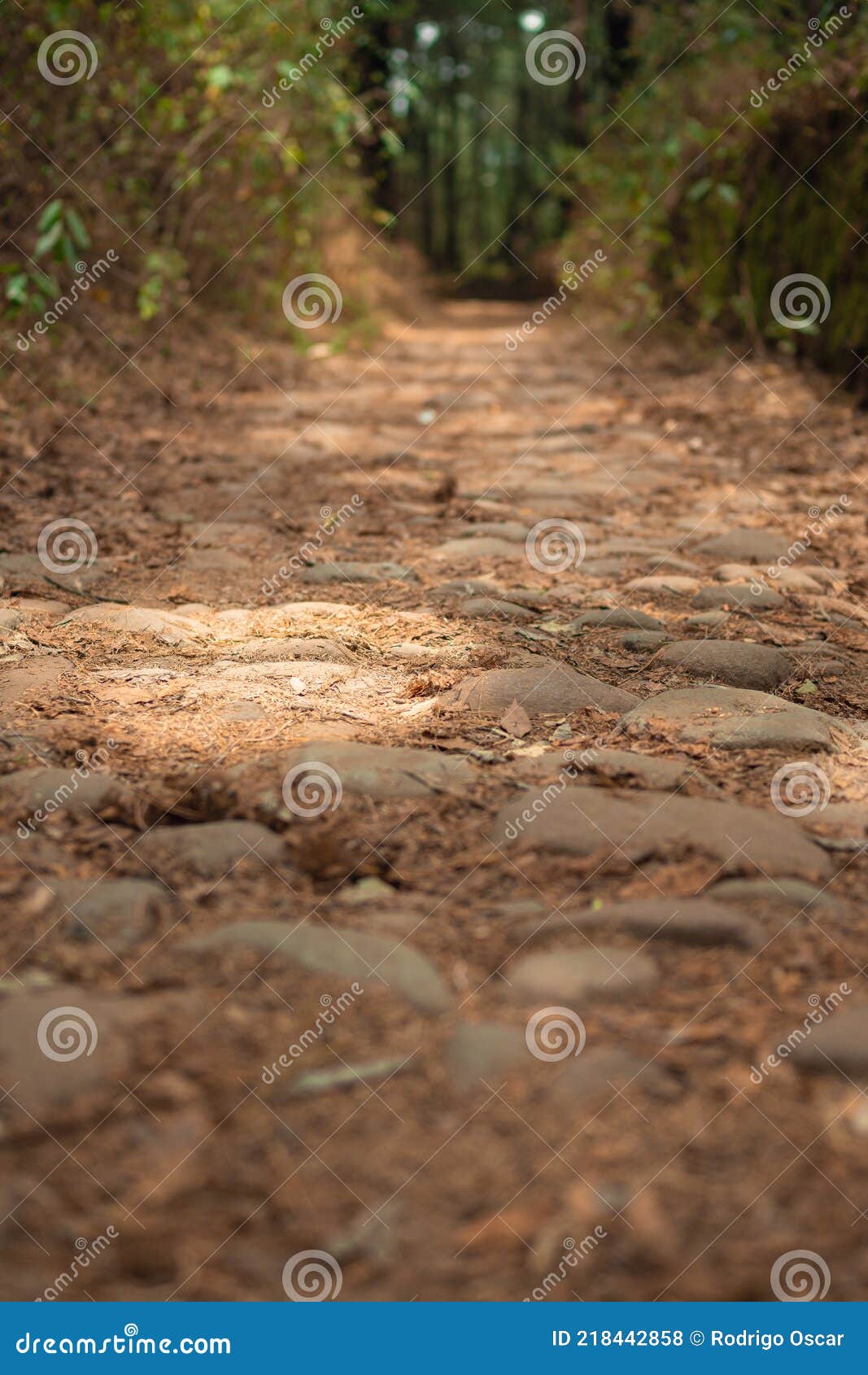 Old Cobbled Path in the Forest, Concept of Mysterious Forest, Magic ...