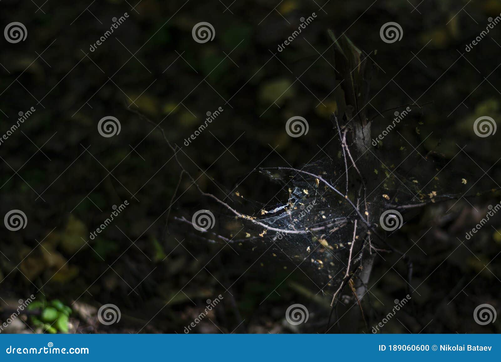 Old Cobweb in a Dark Forest Stock Photo - Image of sunlight, dark ...