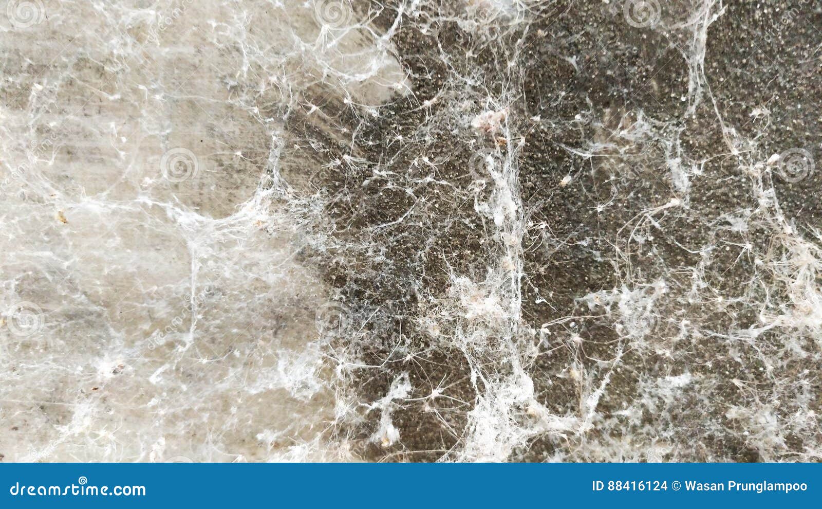 Old cobwebs texture stock photo. Image of natural, neon - 88416124