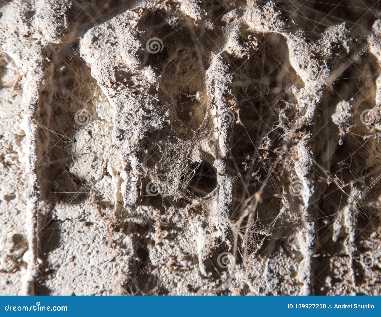 Old Cobwebs on the Wall As Background Stock Photo - Image of animal ...