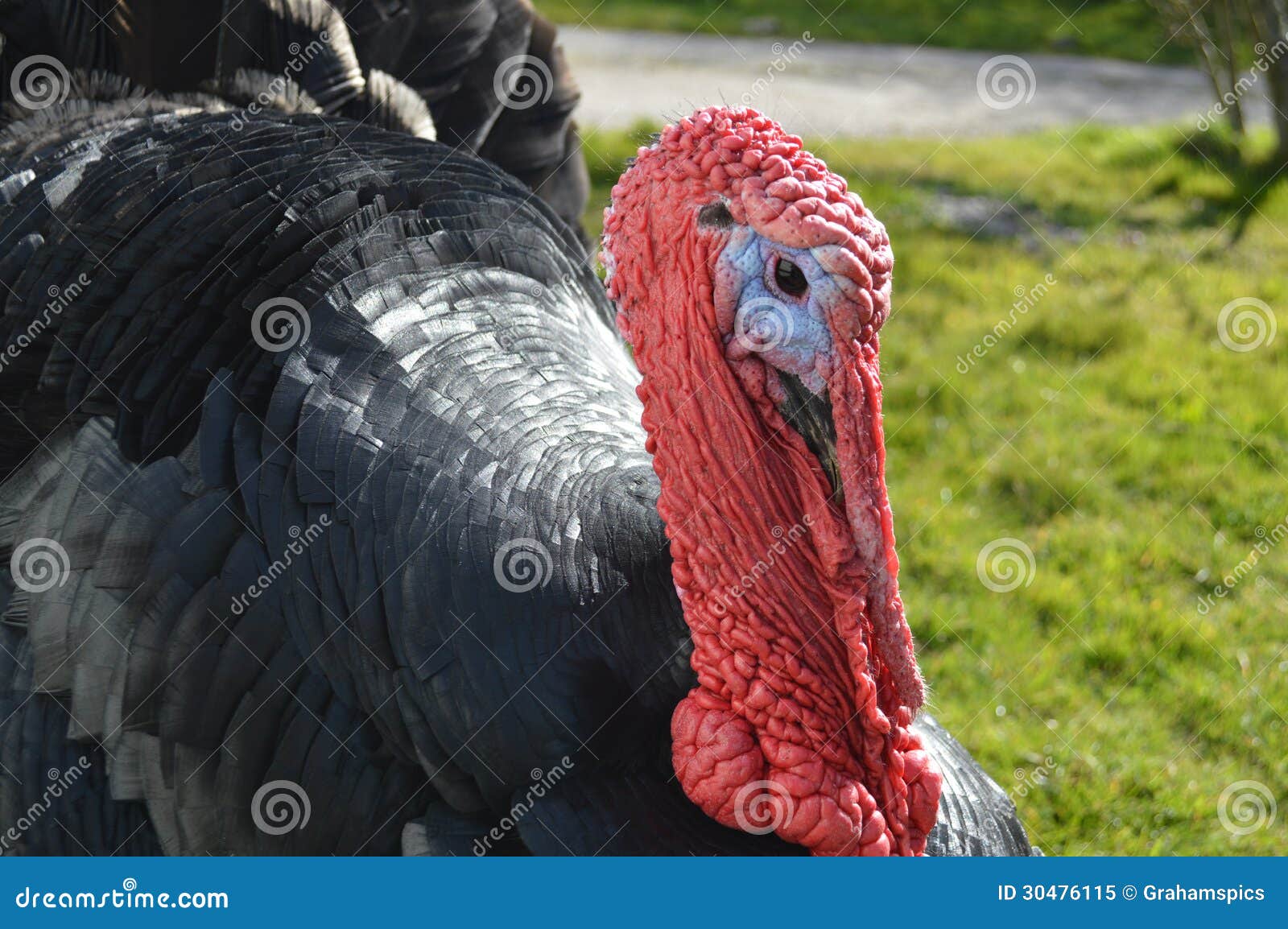 An Old Turkey stock image. Image of poultry, fall, animal - 30476115