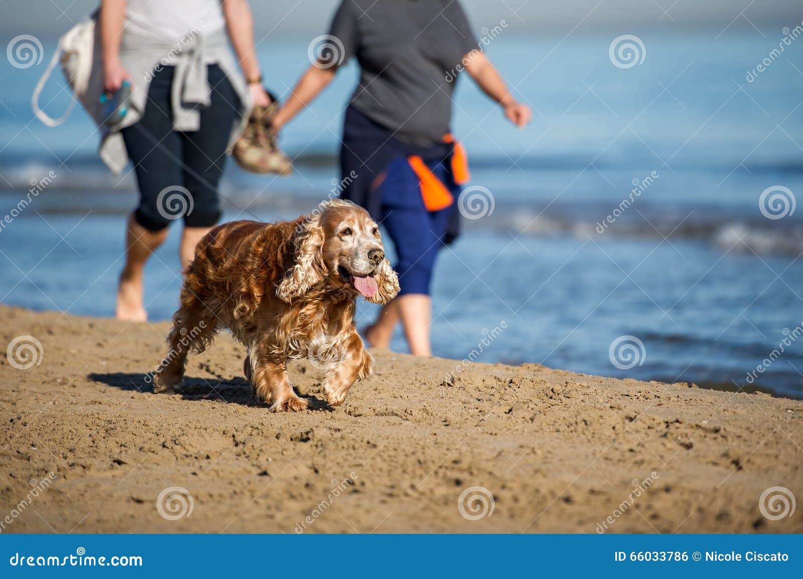 Old Cocker Spaniel at the Beach Stock Photo - Image of beach, spaniel ...