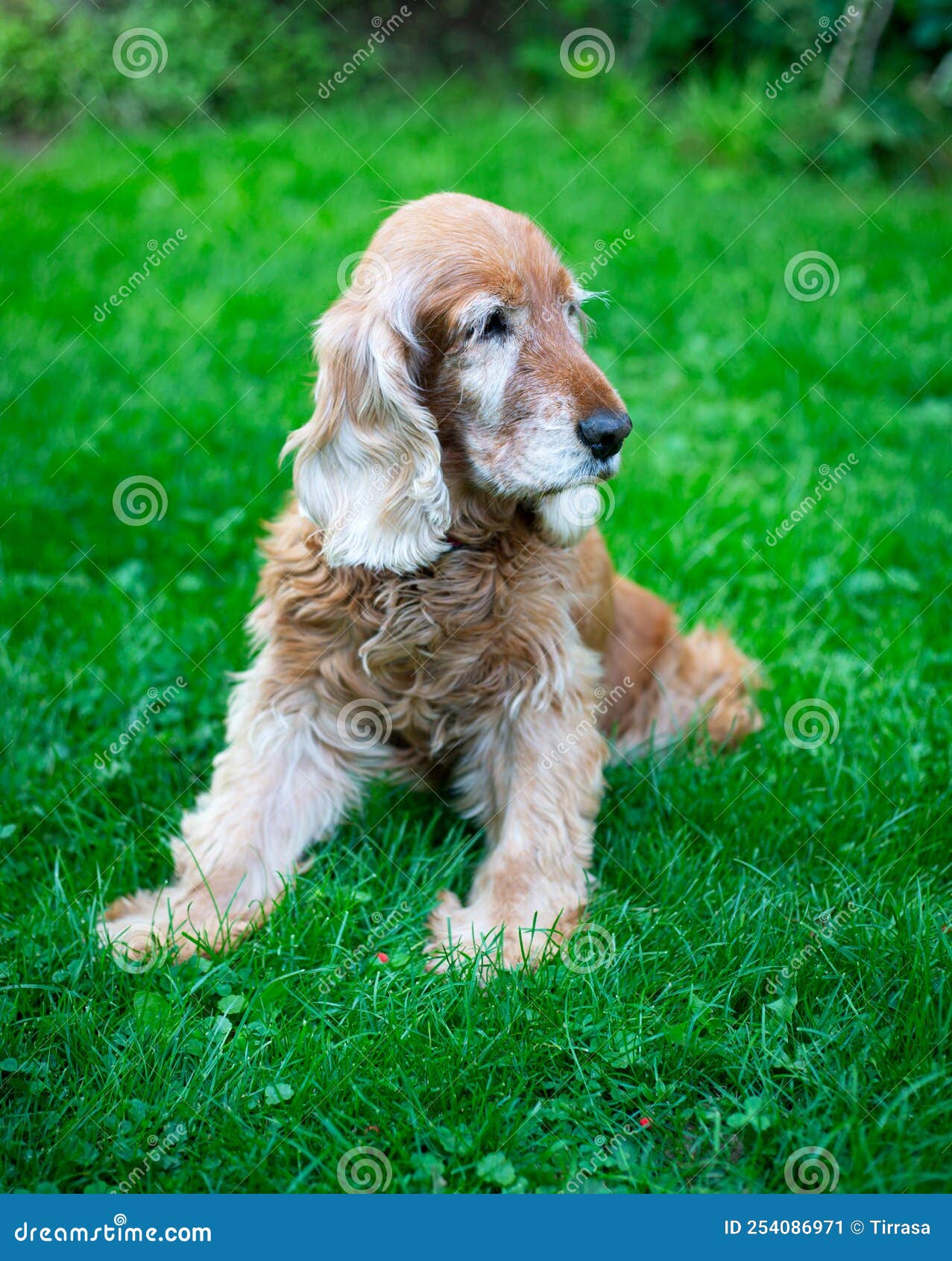 Old Cocker Spaniel Dog with Sad Expression Stock Image - Image of lying ...