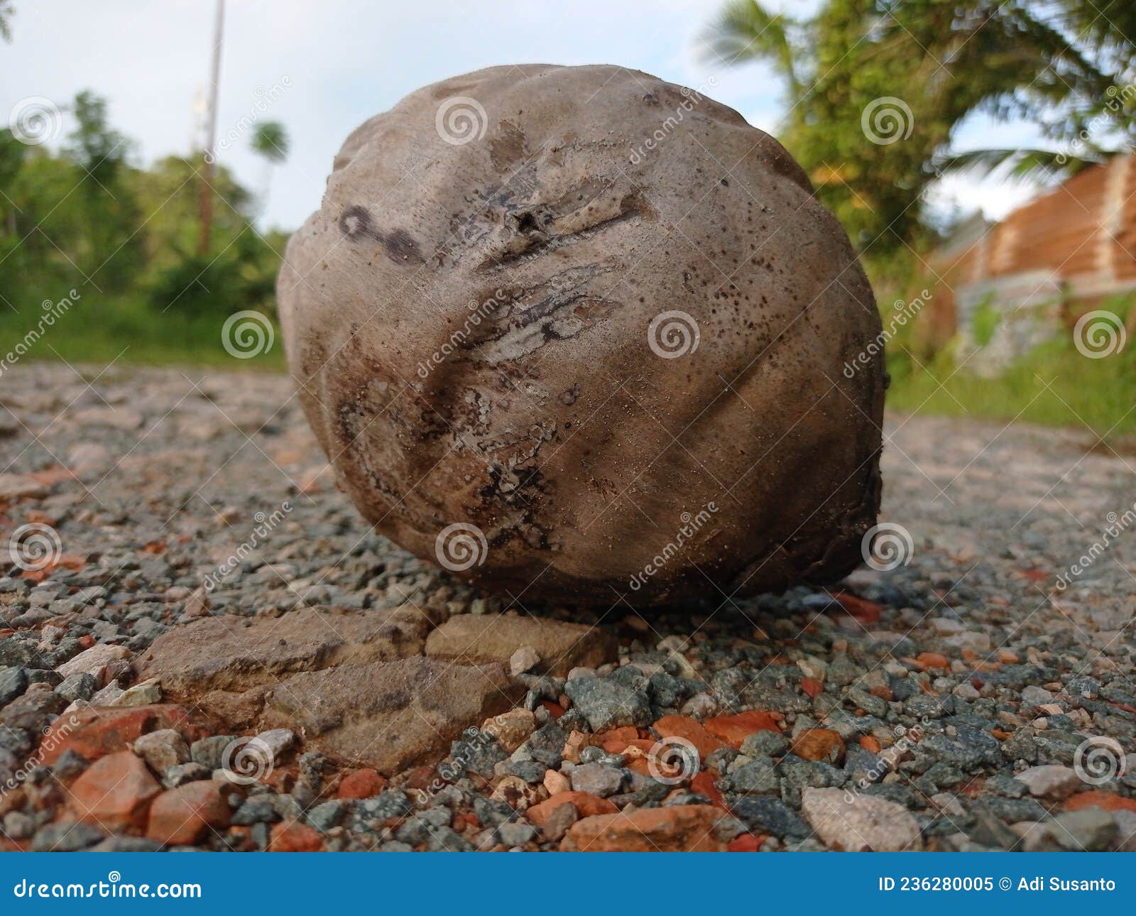 Old coconut stock image. Image of geology, coconut, fresh - 236280005