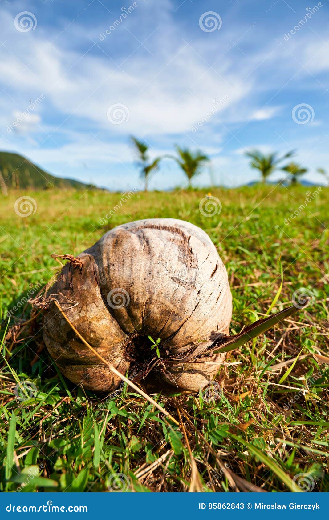 Old coconut on green grass stock image. Image of ground - 85862843
