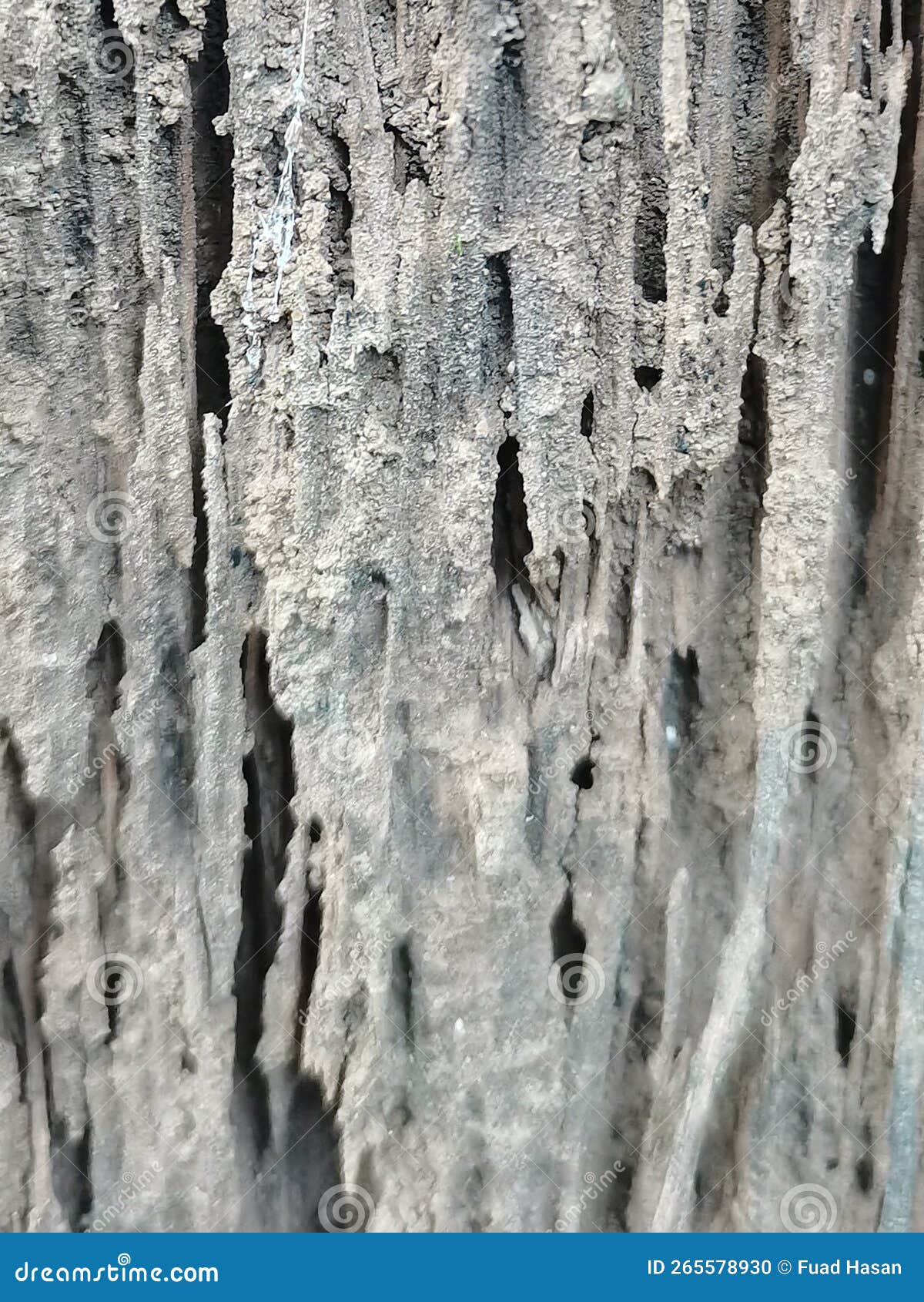 Old coconut logs stock photo. Image of plants, vacation - 265578930