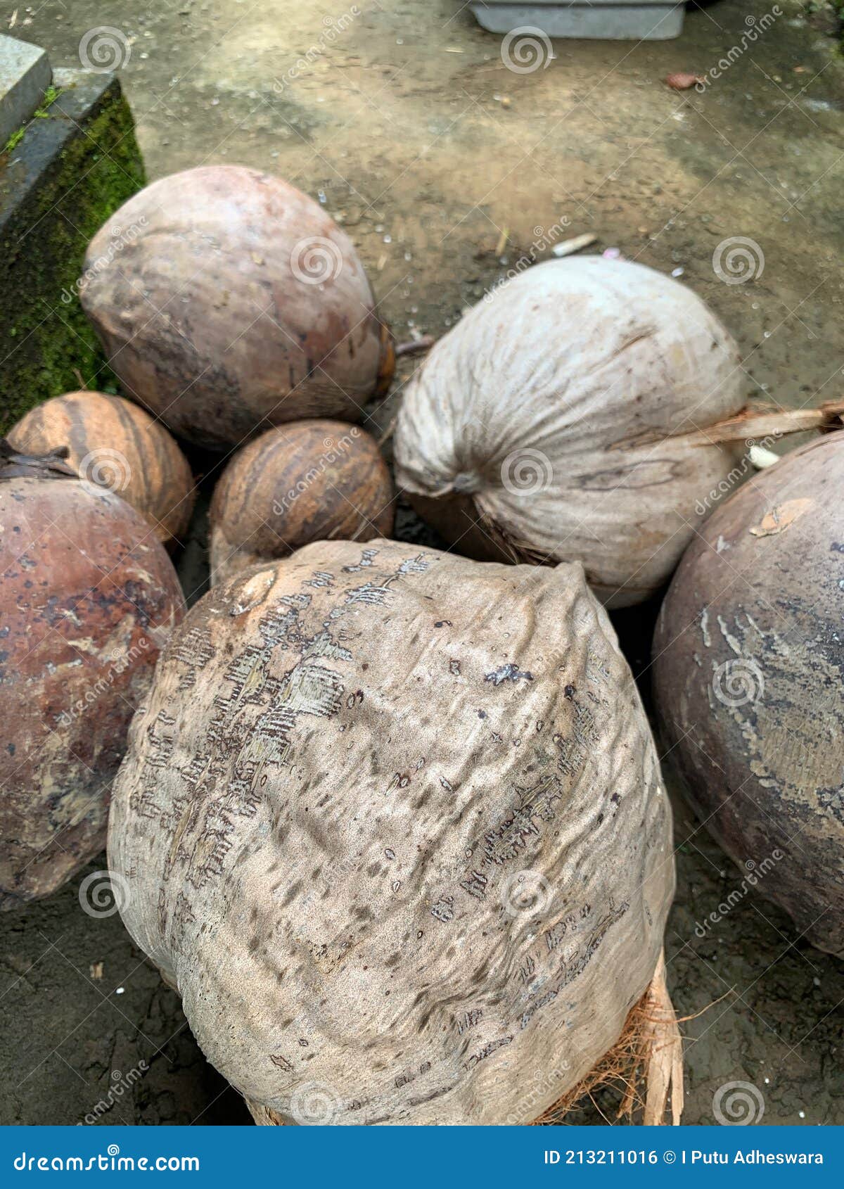 An Old Coconut Lying on the Lawn Stock Photo - Image of brown ...