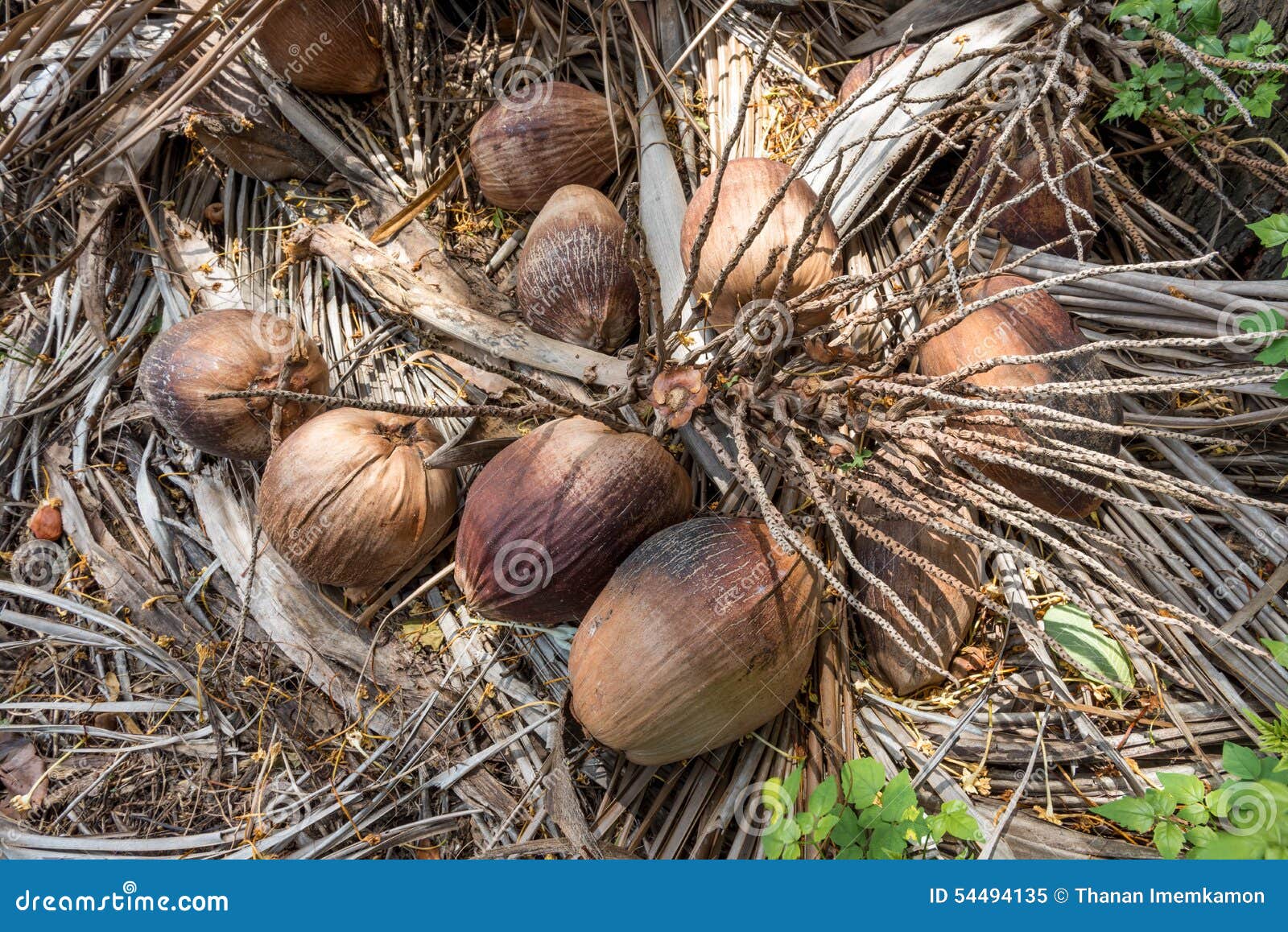 Old coconut stock image. Image of bundle, asia, coconut - 54494135
