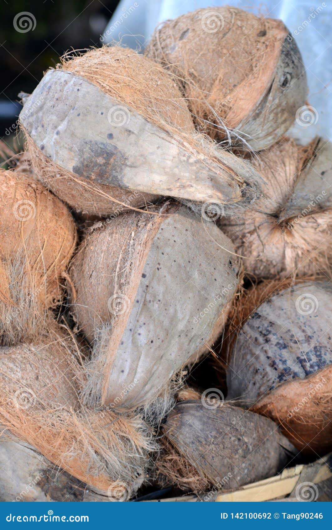 Old coconuts on the market stock photo. Image of nature - 142100692