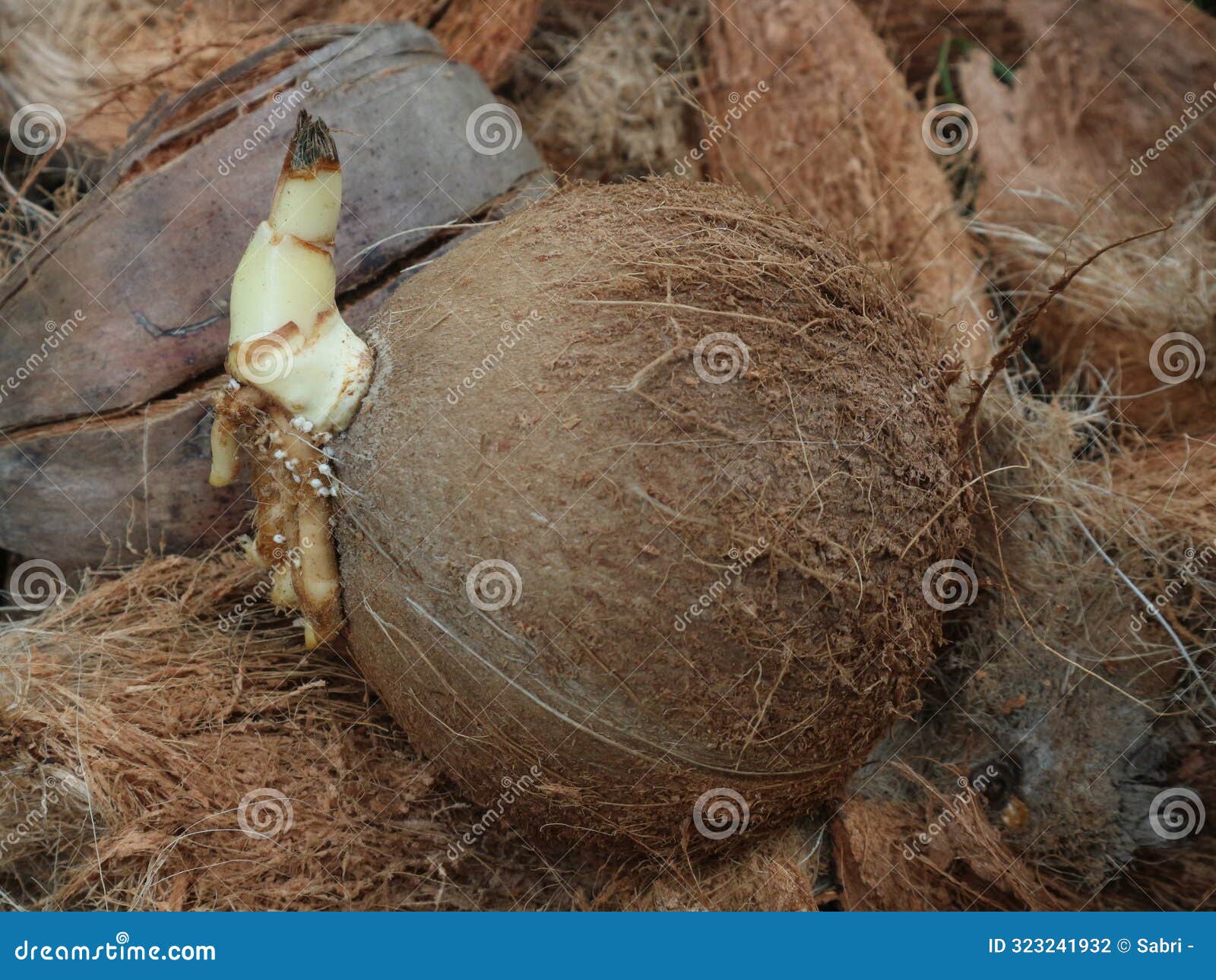 Coconut Shell and Shoots that Grow on it Stock Photo - Image of healthy ...