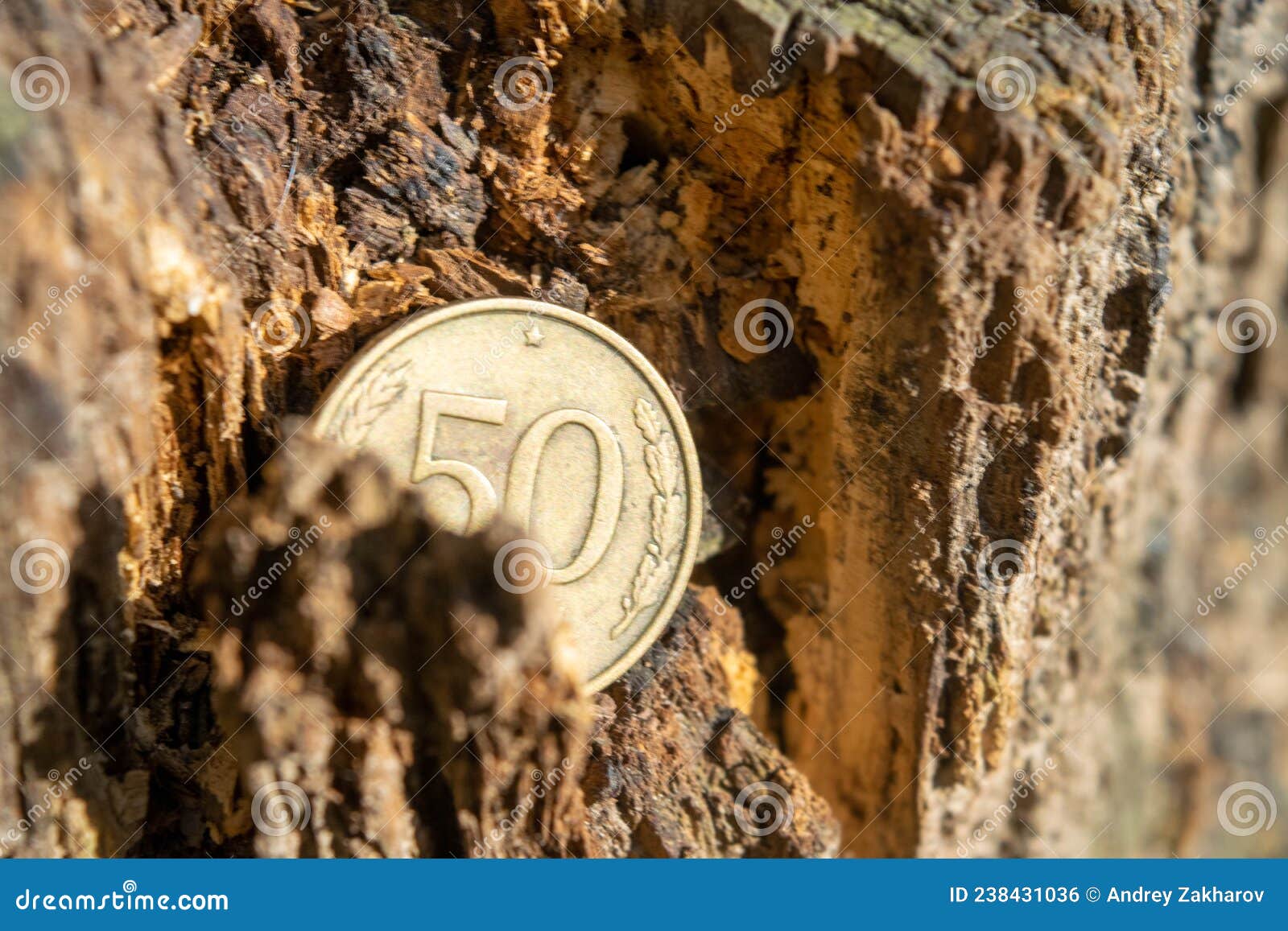 Old Coins in the Forest in the Bark of an Old Tree Stock Photo - Image ...