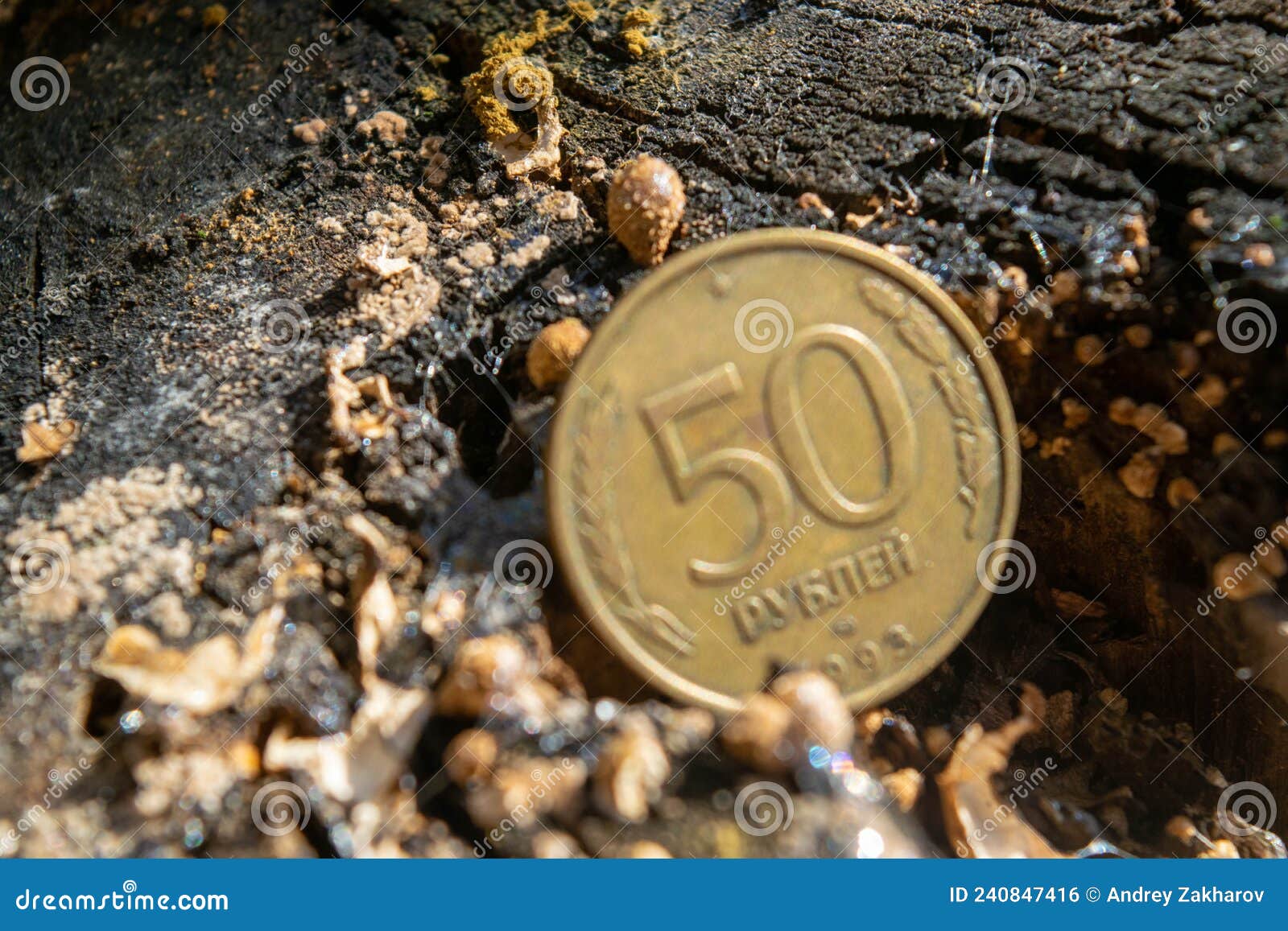 Old Coins in the Forest in the Bark of an Old Tree Stock Photo - Image ...