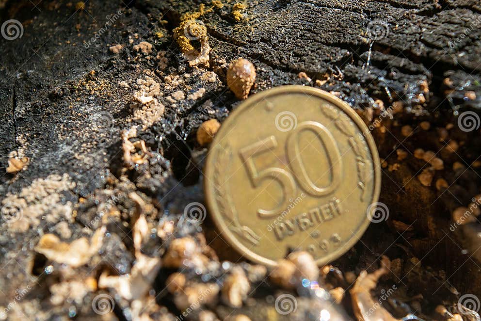 Old Coins in the Forest in the Bark of an Old Tree Stock Photo - Image ...