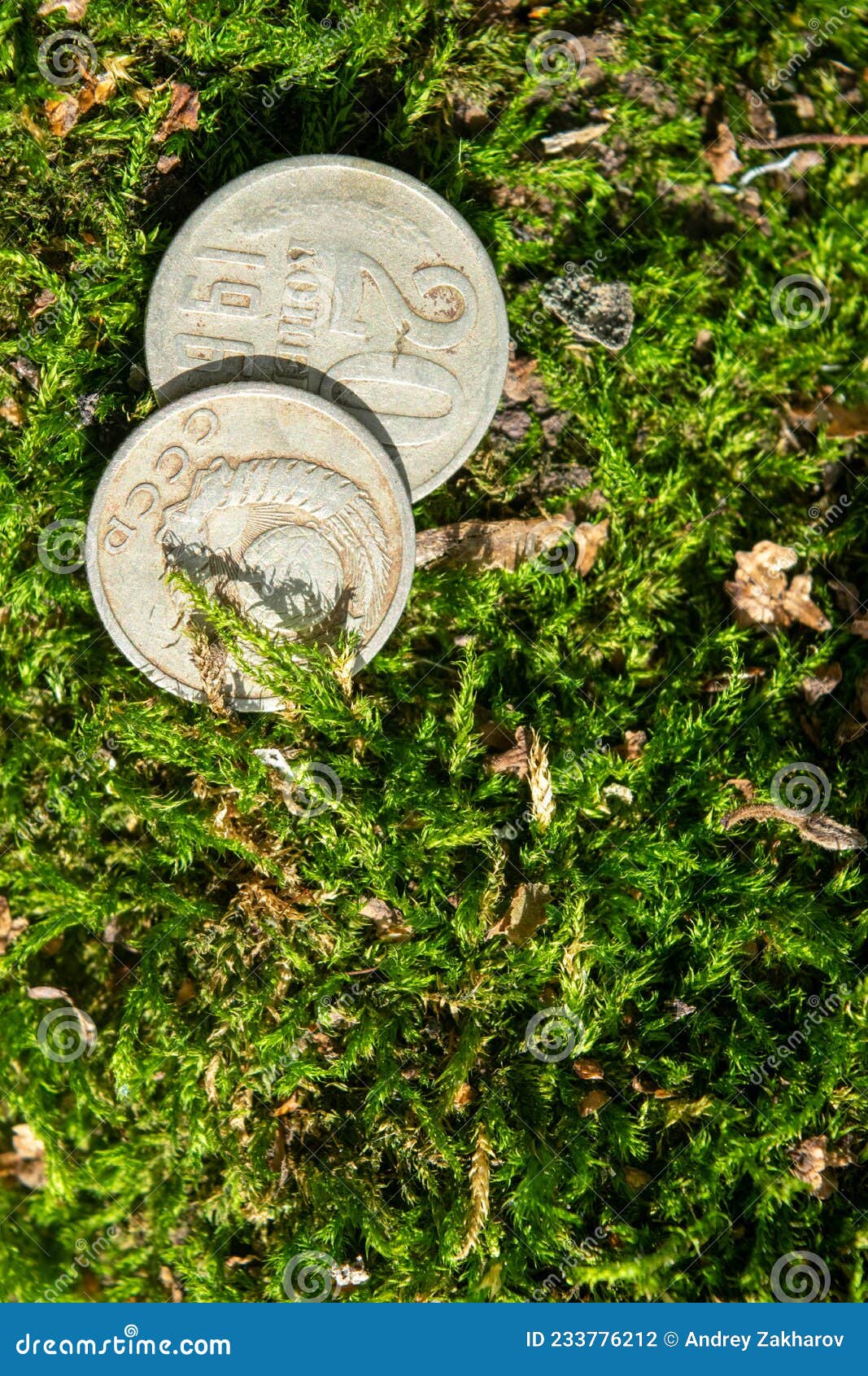 Old Coins in the Forest on Green Moss Stock Photo - Image of tree ...