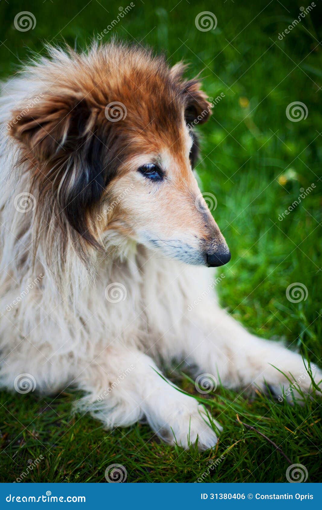 Old collie dog portrait stock photo. Image of looking - 31380406