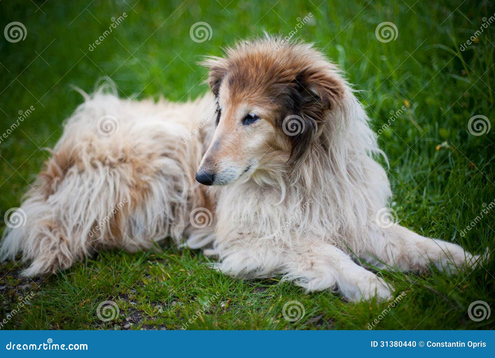 Old collie dog stock photo. Image of animal, sitting - 31380440