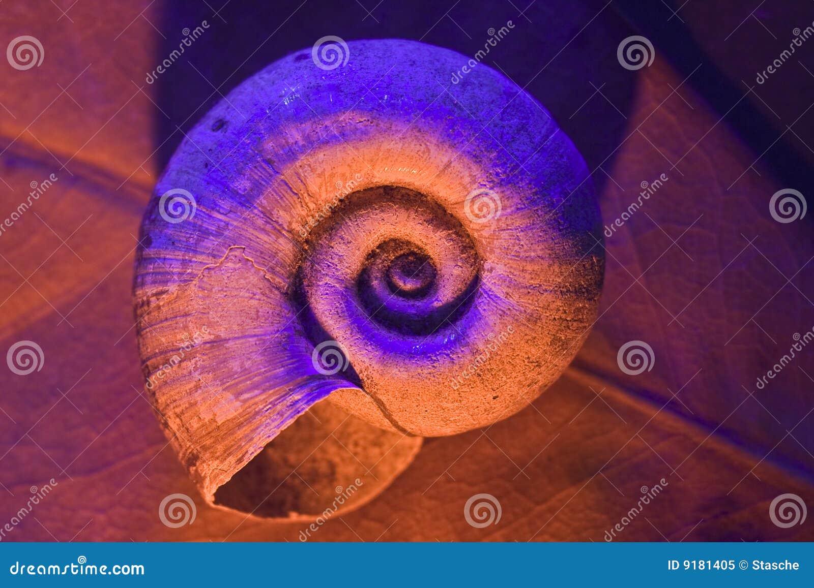 Old colored spiral shell stock image. Image of concentration - 9181405