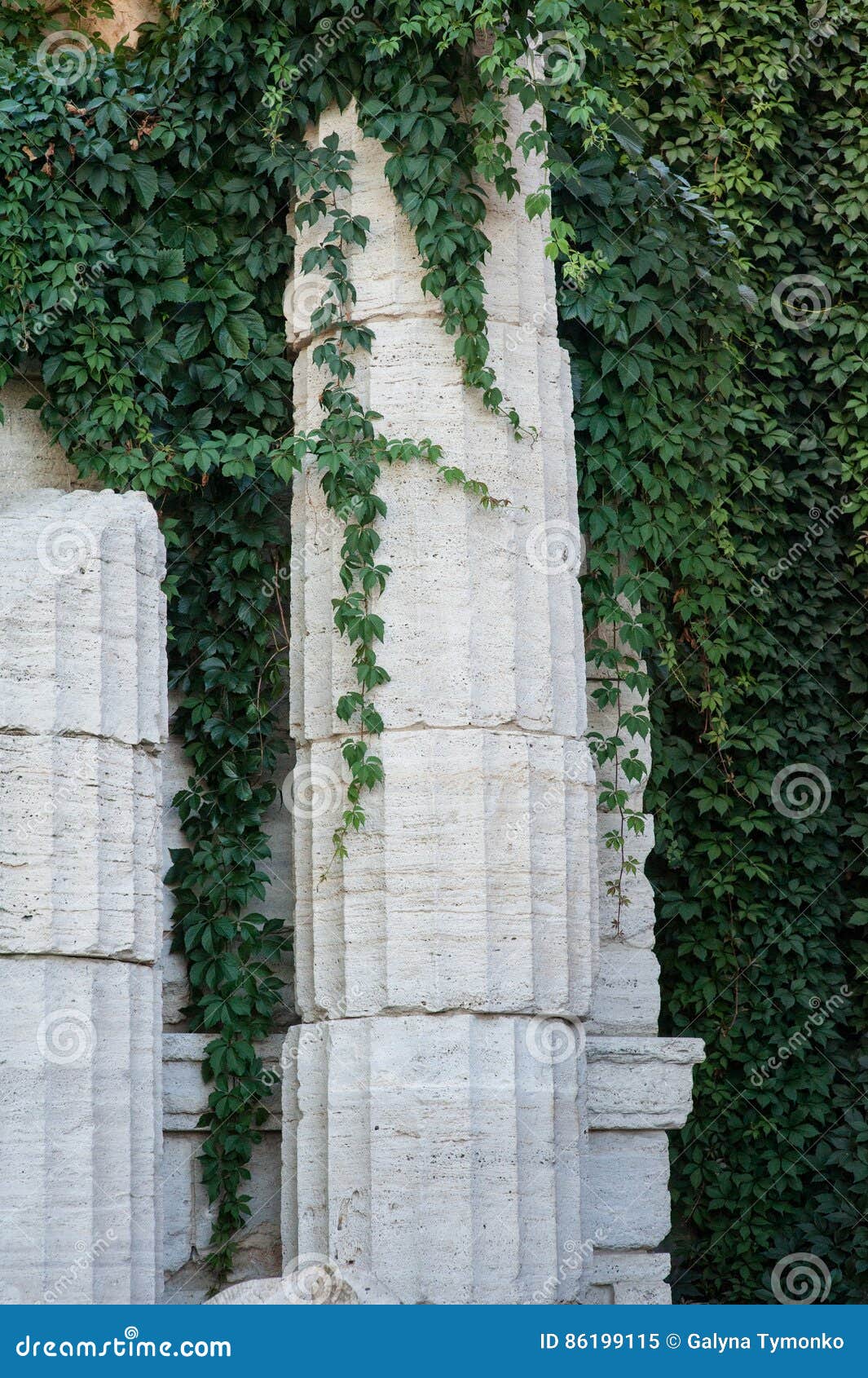 Old Columns with Curly Green Plants Stock Image - Image of hanging ...