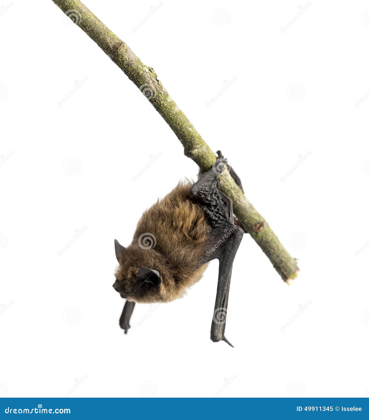 Old Common Bent-wing Bat Perched on a Branch Stock Image - Image of ...