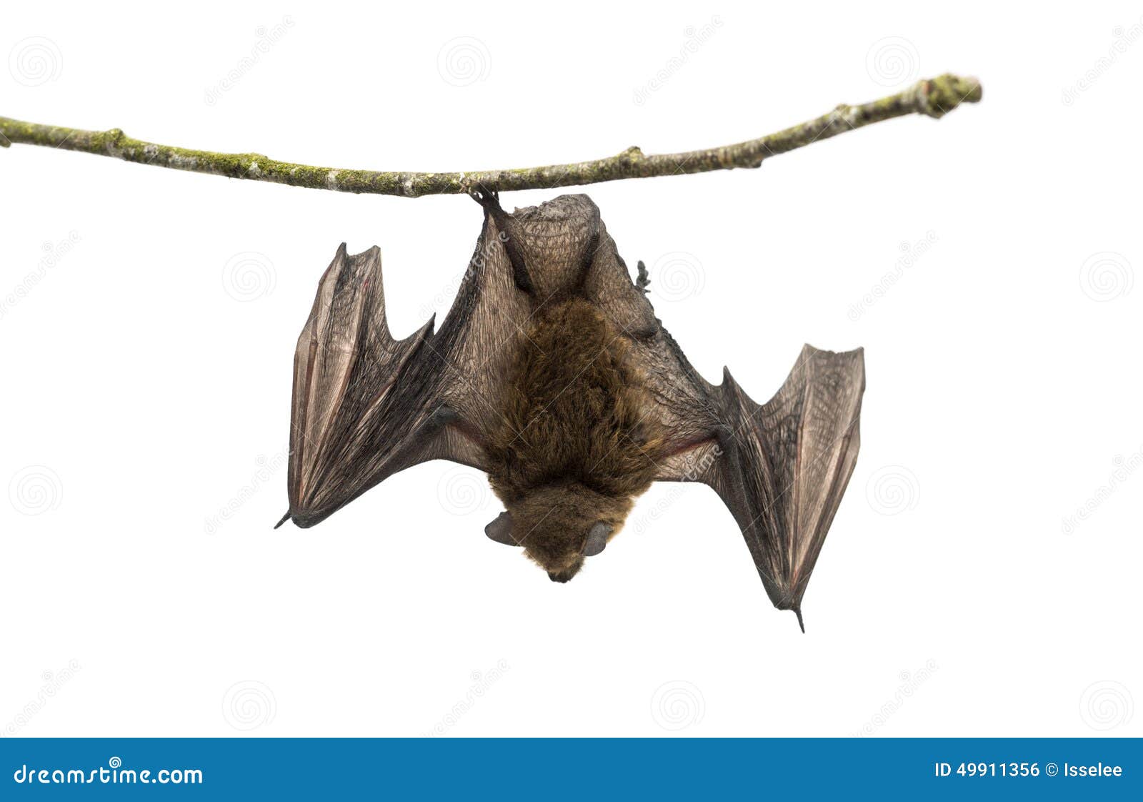 Common Bent Wing Bat Photos - Free & Royalty-Free Stock Photos from ...