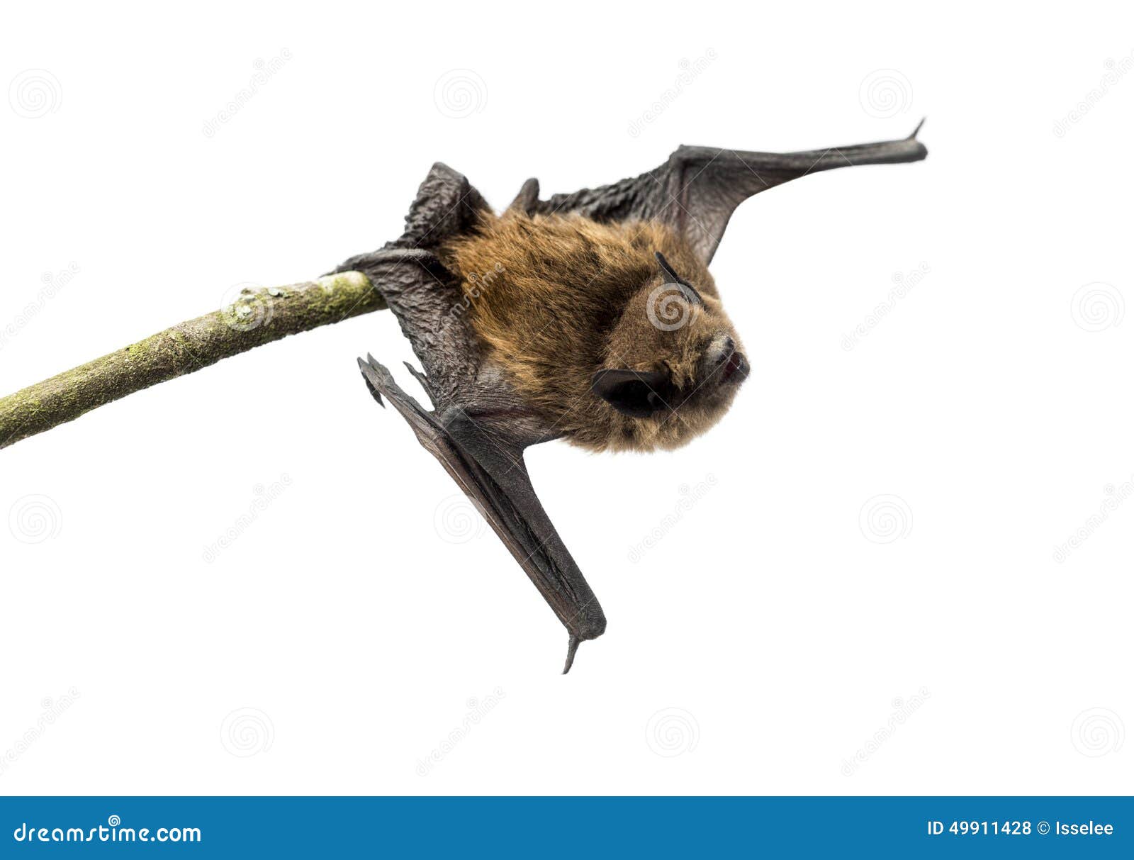 Old Common Bent-wing Bat Perched on a Branch Stock Photo - Image of ...