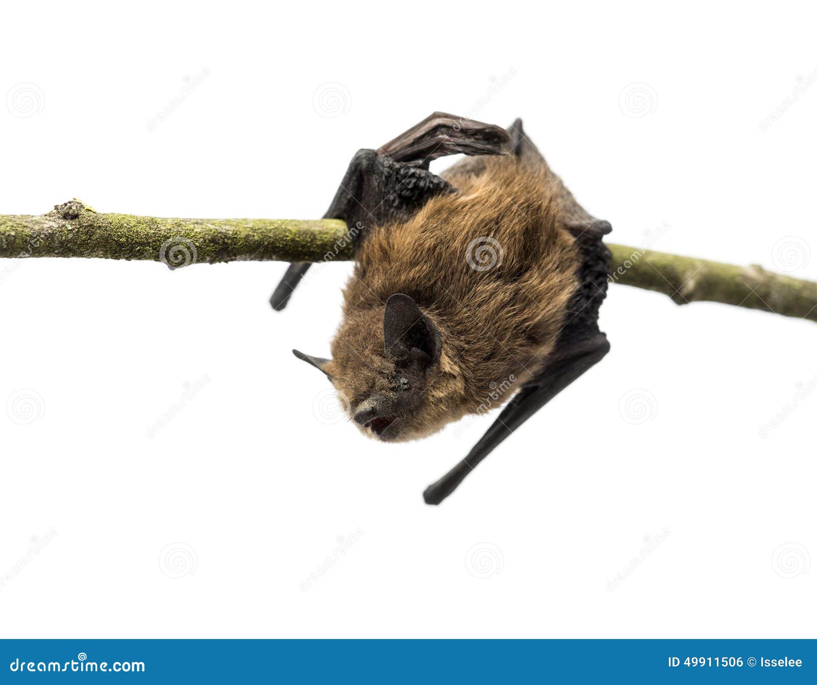 Old Common Bent-wing Bat Perched on a Branch Stock Photo - Image of ...