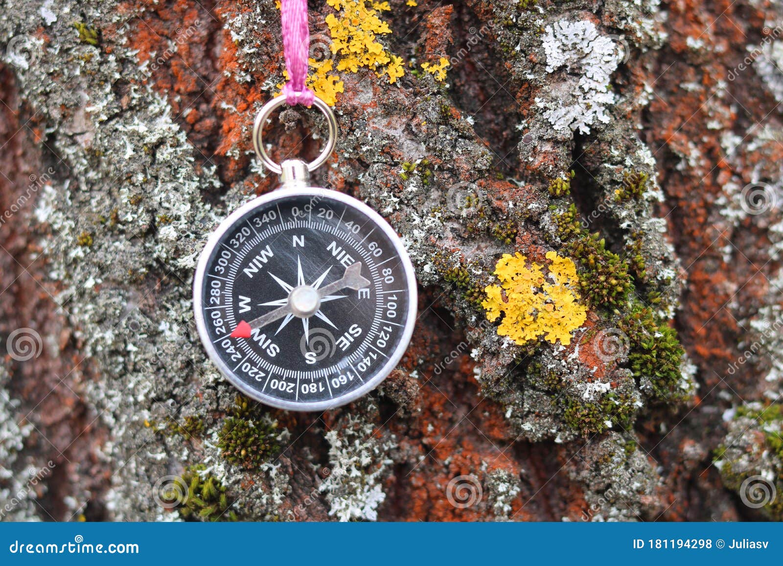 Old Compass on Tree in Forest Stock Photo - Image of guidance ...