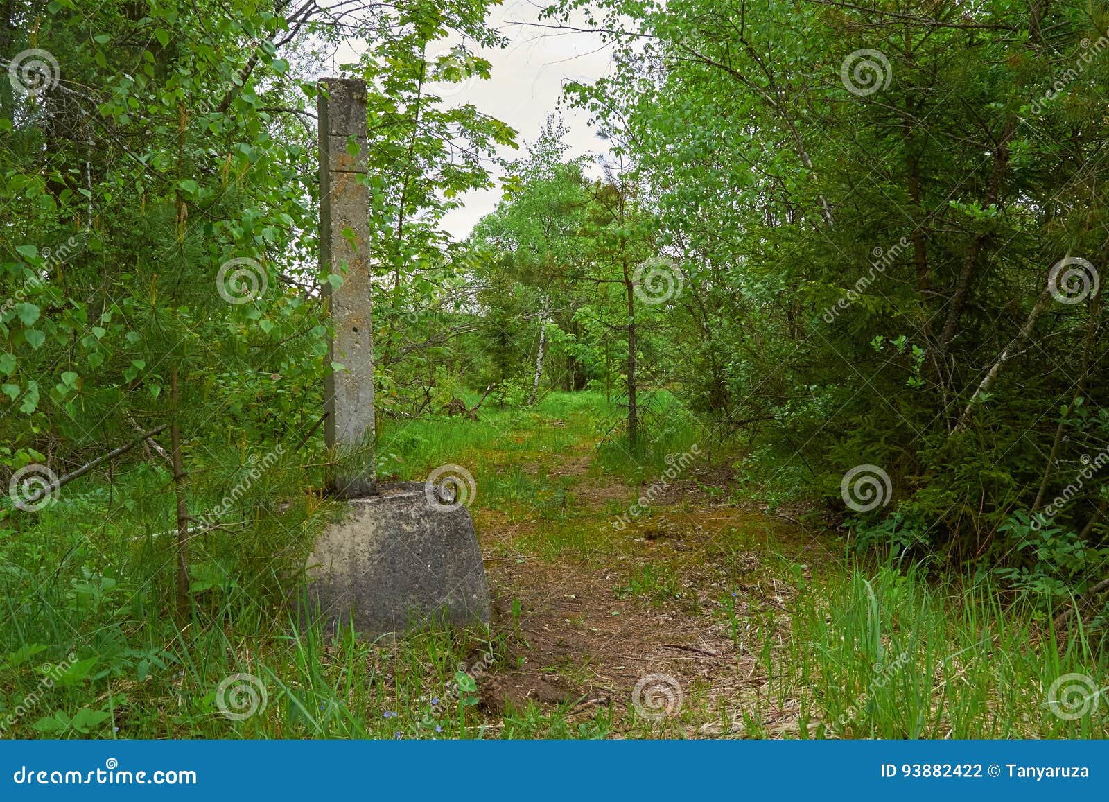Old Concrete Fence Post Standing in Woods Stock Photo - Image of ...