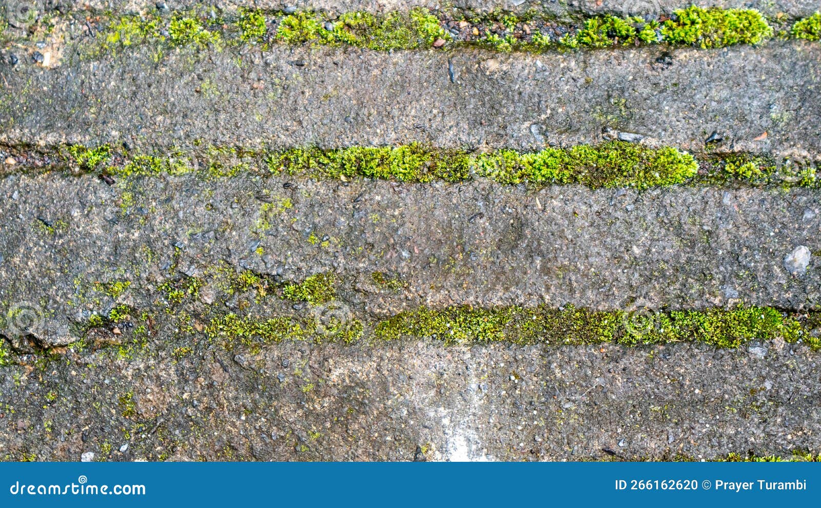 Old Concrete Roads that Have Started To Break Down and are Mossy Stock ...