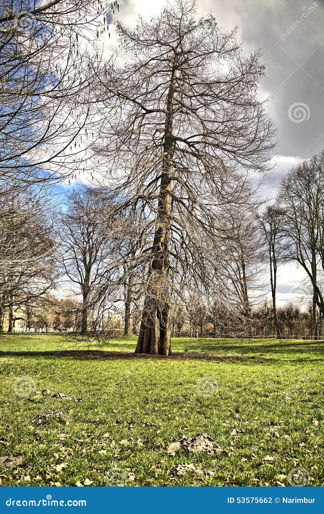 Old conifer on a meadow stock photo. Image of cloudscape - 53575662