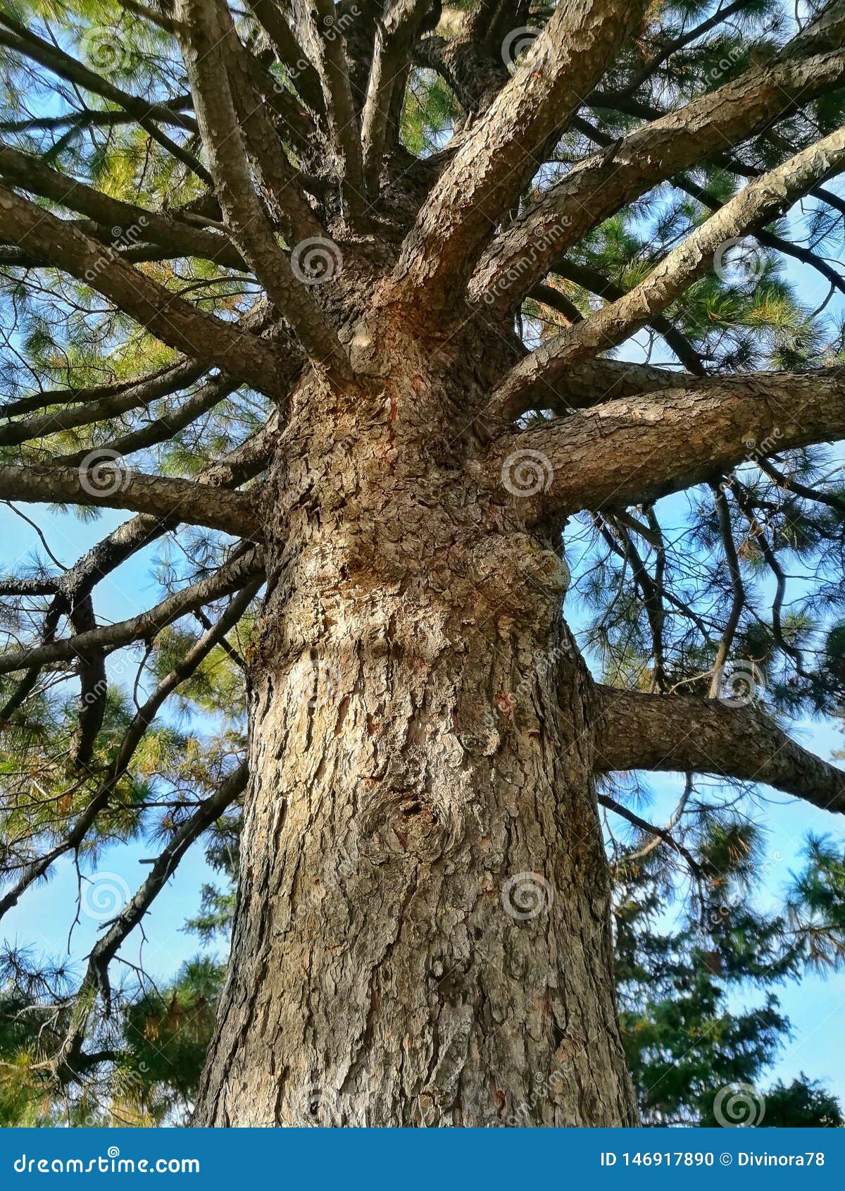 Old conifer tree. stock photo. Image of outdoors, position - 146917890