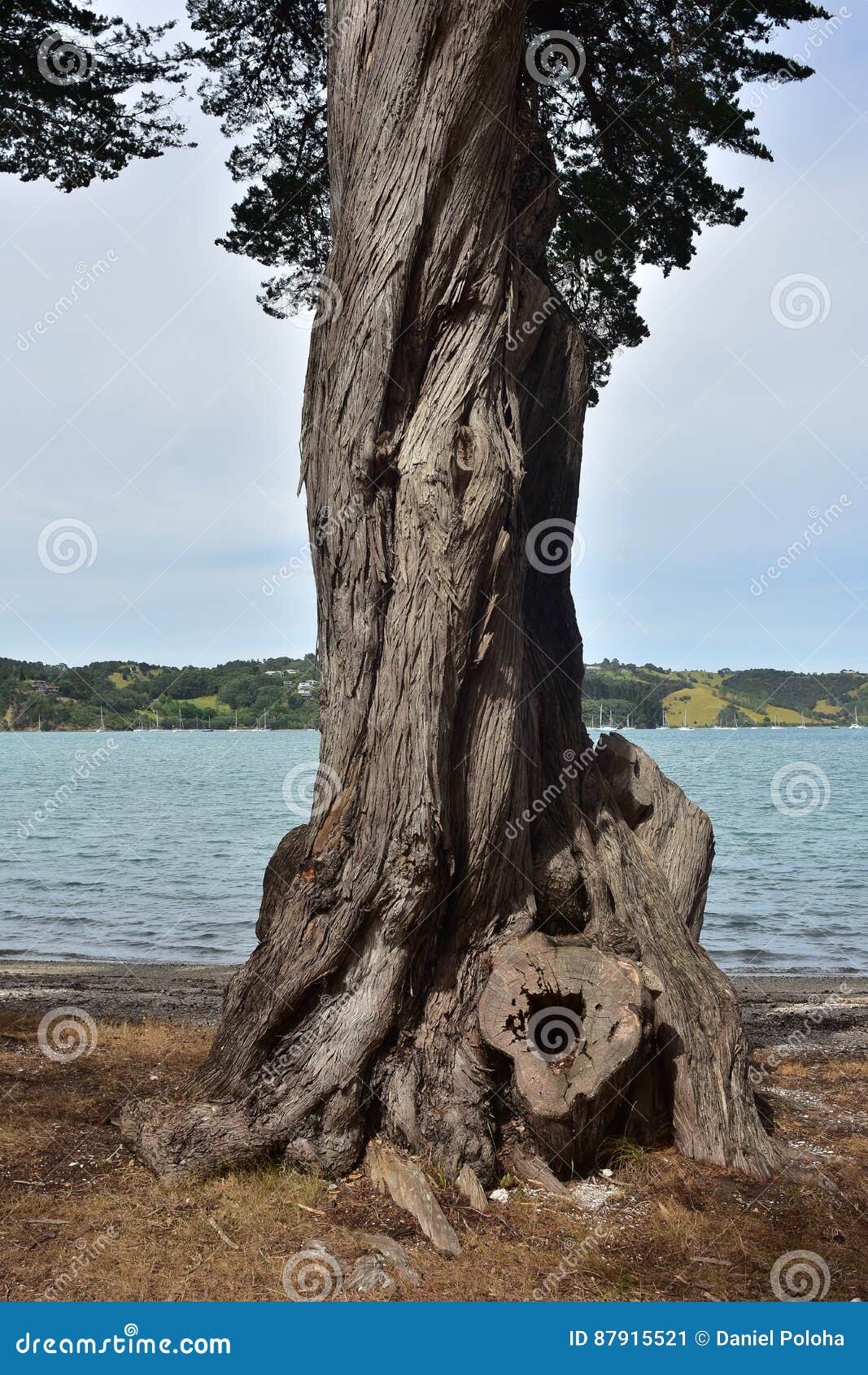 Old conifer tree trunk stock image. Image of grow, hollow - 87915521