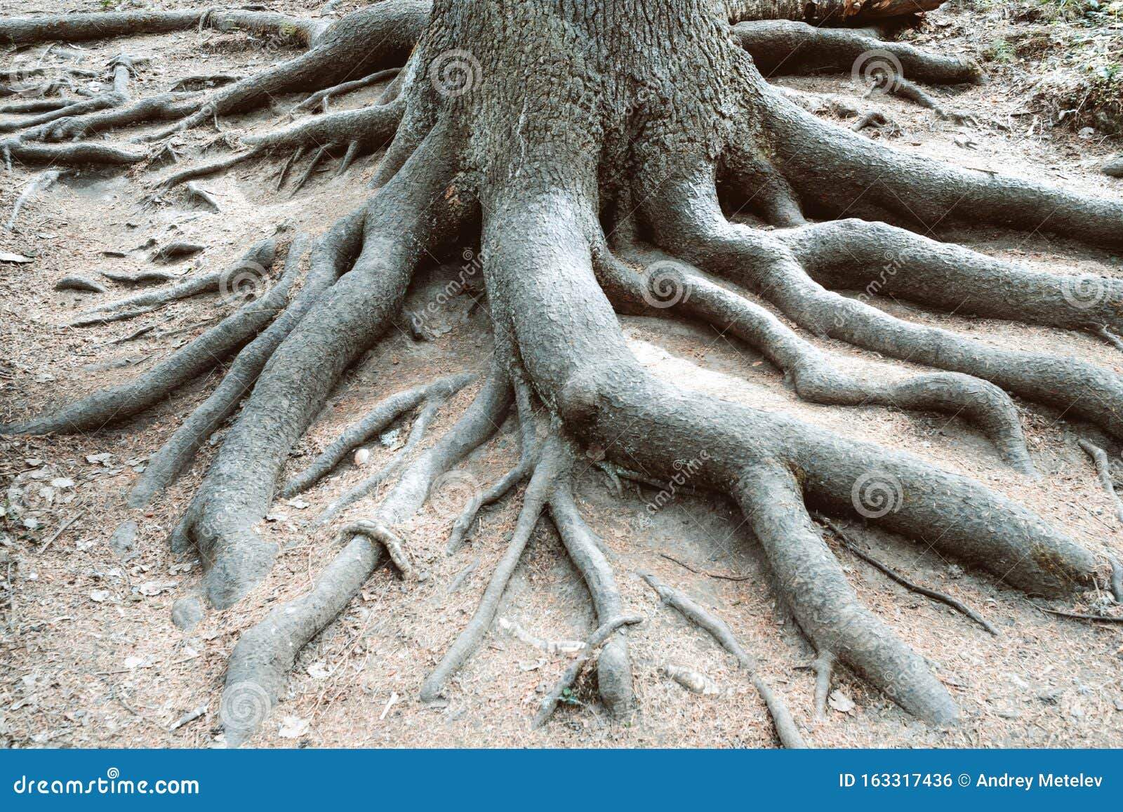 An Old Coniferous Tree with Many Roots Stock Photo - Image of deep ...