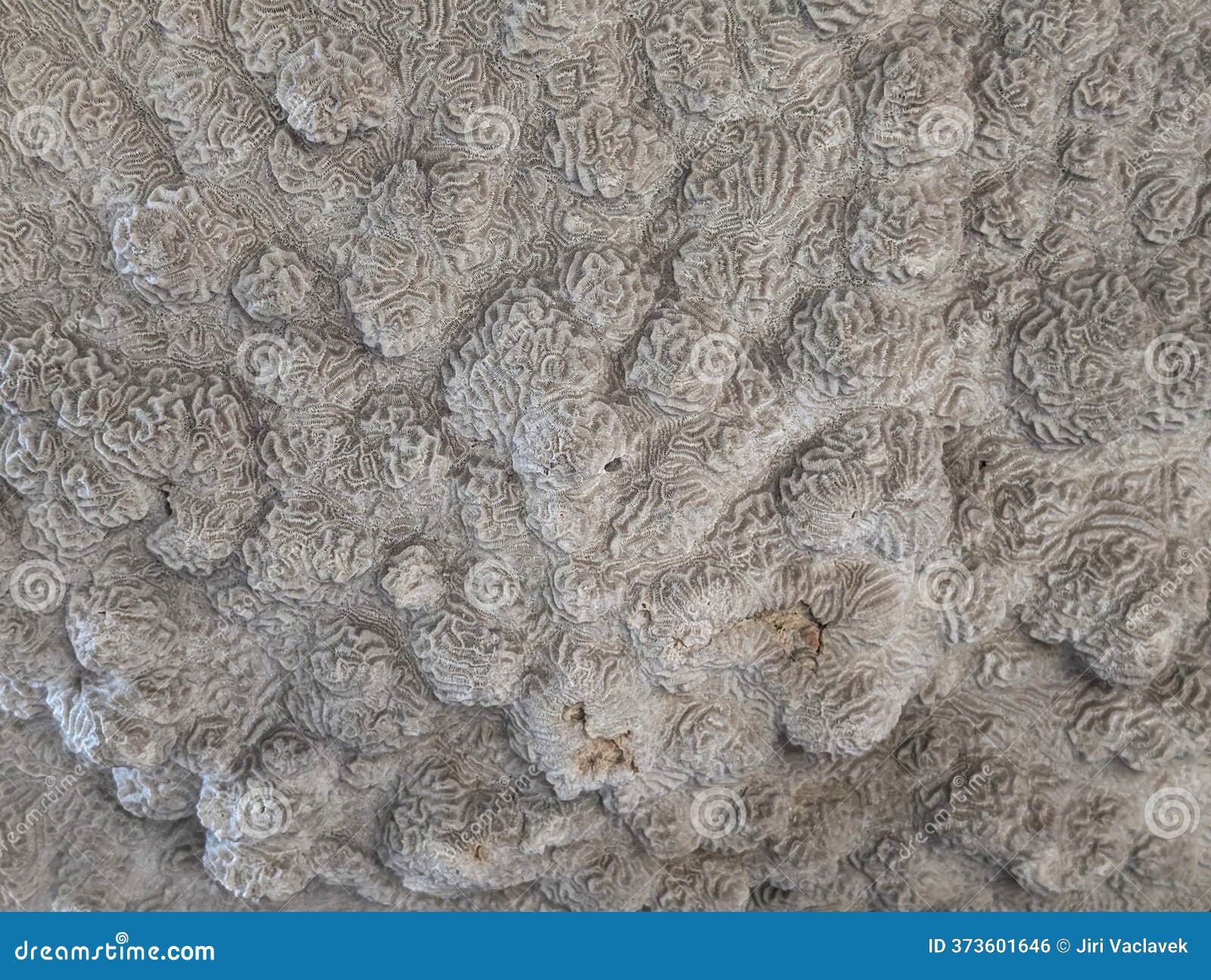 Fossil Texture Stock Image | CartoonDealer.com #7812931