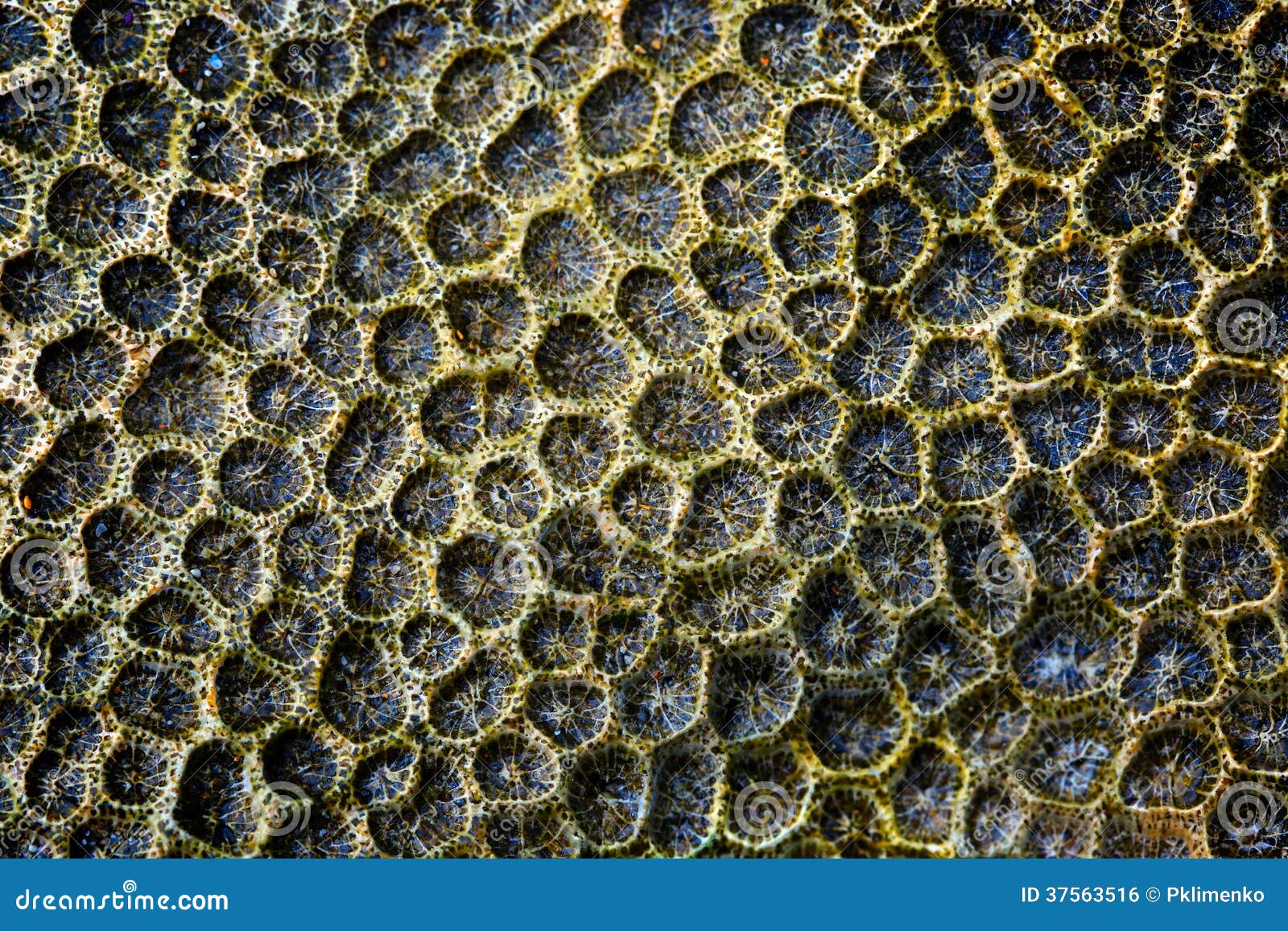 Old coral texture stock photo. Image of natural, underwater - 37563516