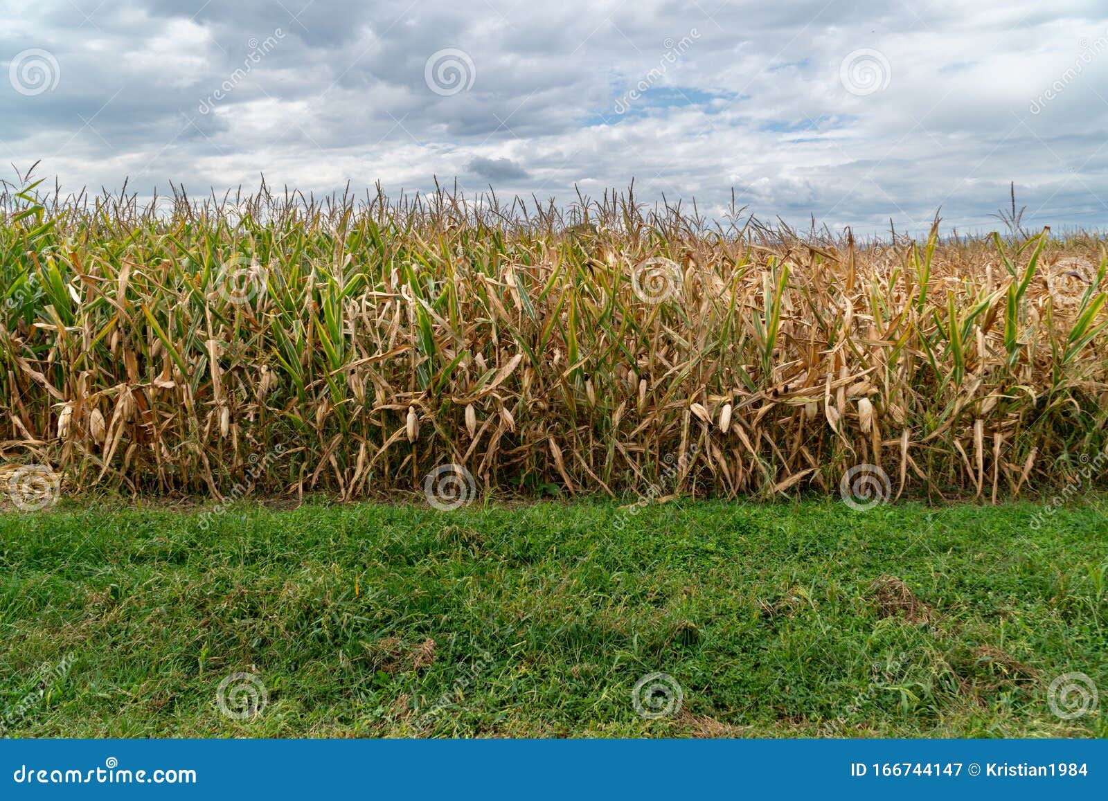 Old Corn in Cornfield with Stalks and Ears Grown and Dry Stock Image ...