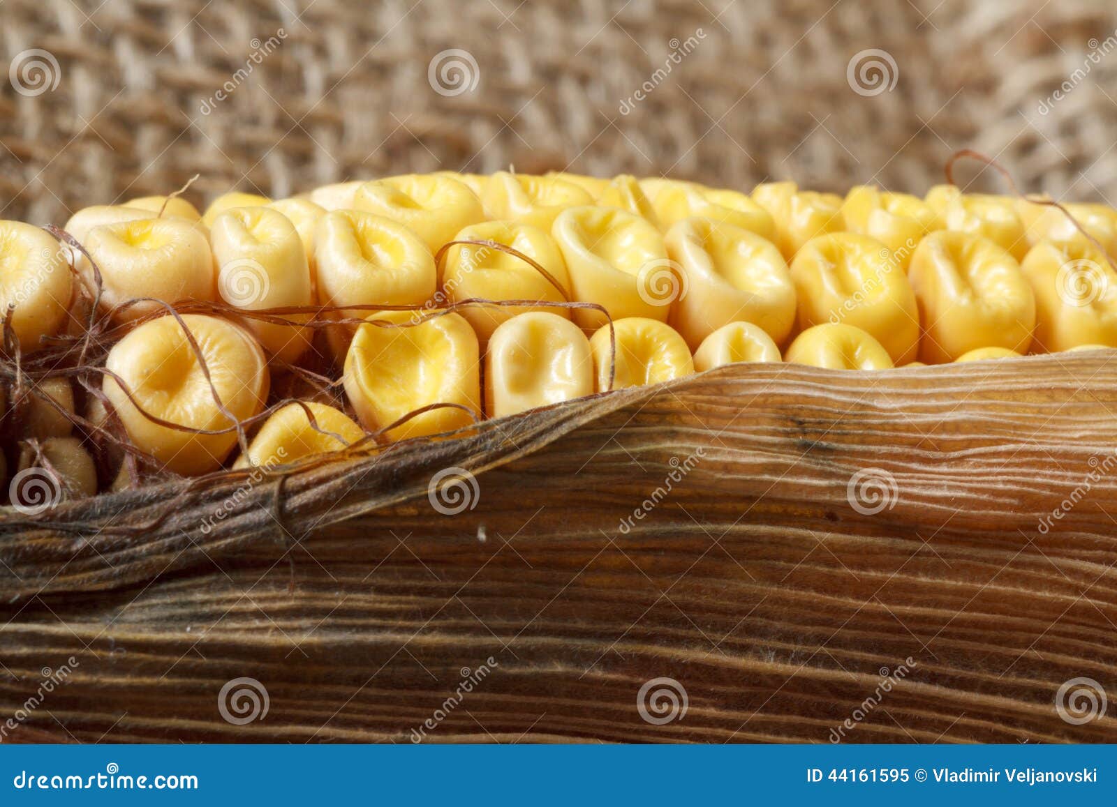Old corn stock image. Image of grain, vegetable, corn - 44161595