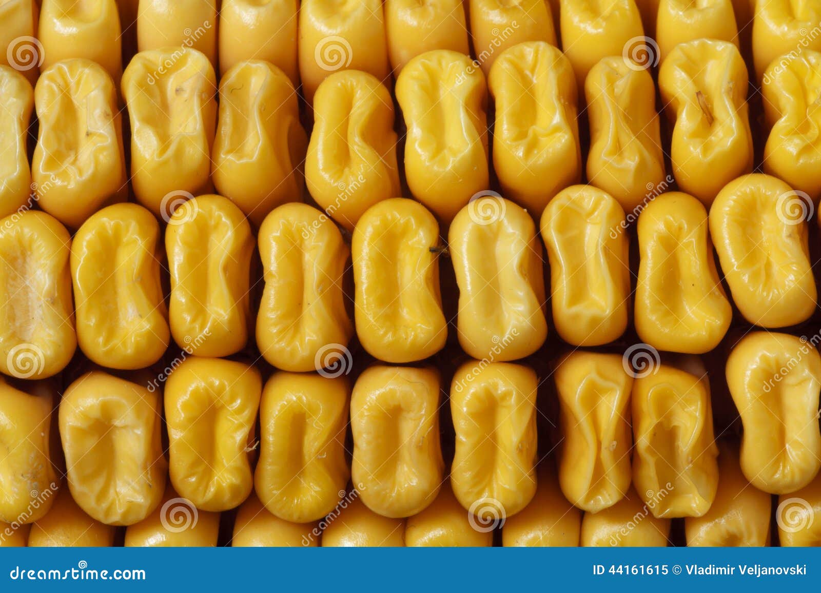 Old corn stock image. Image of food, grain, cereal, rustic - 44161615