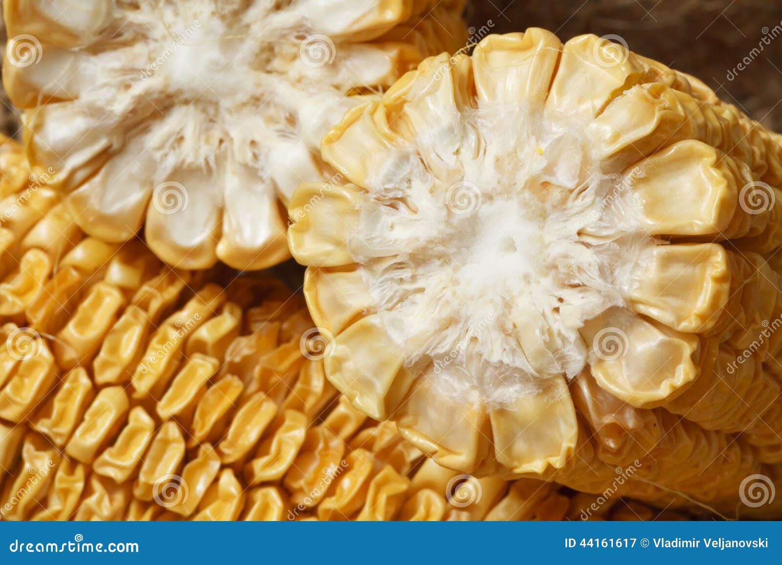 Old corn stock image. Image of yellow, harvest, crop - 44161617