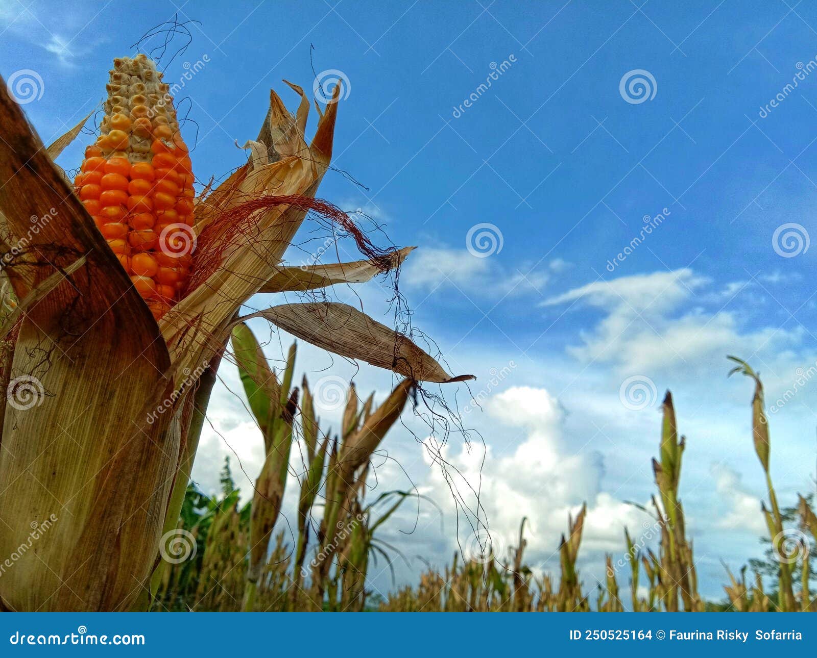 Old Corn in the Field on a Sunny Day Stock Photo - Image of autumn ...