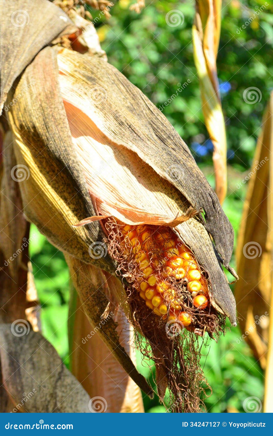 Old corn stock image. Image of leaves, bloom, fields - 34247127
