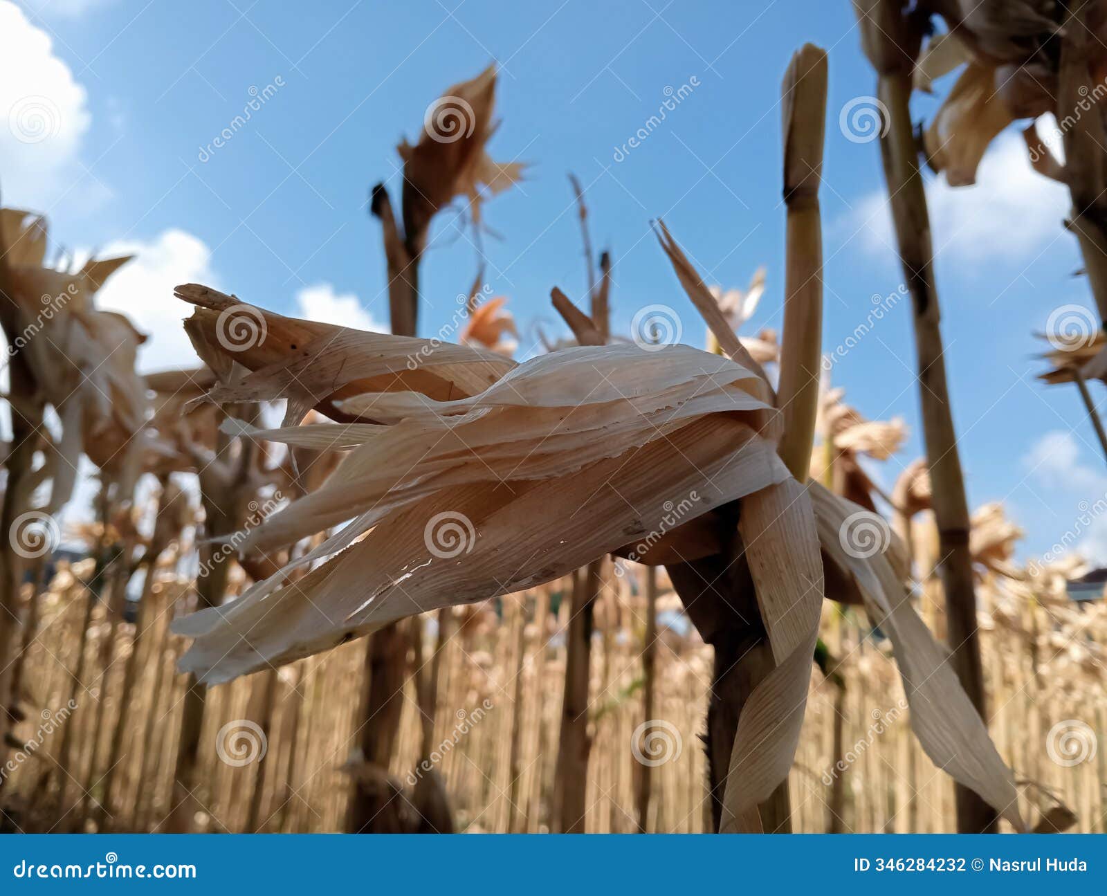 Old Corn Kernels Dried on the Tree for Seed Stock Photo - Image of corn ...